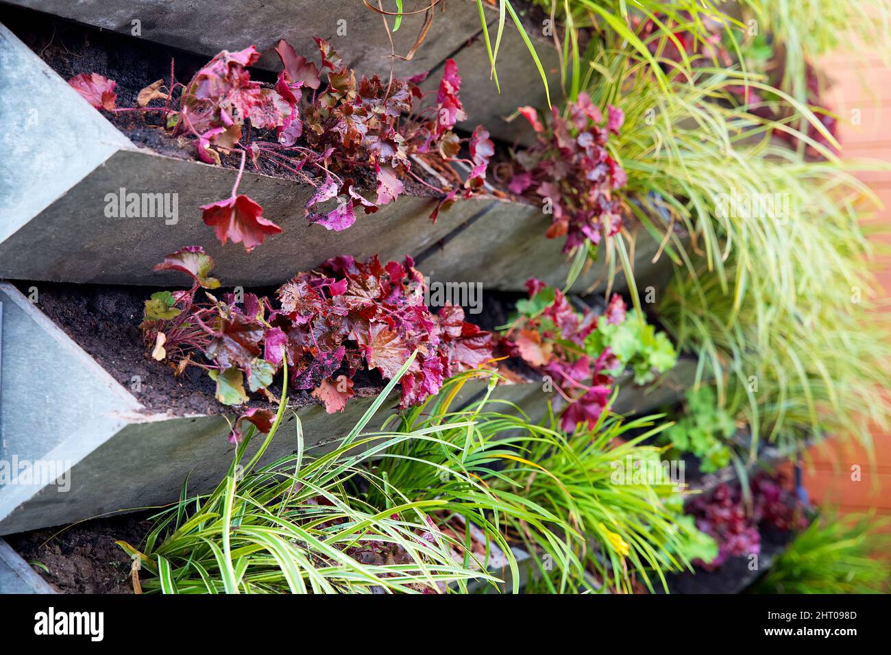 Vertical green wall garden or facade garden or plant wall with ...