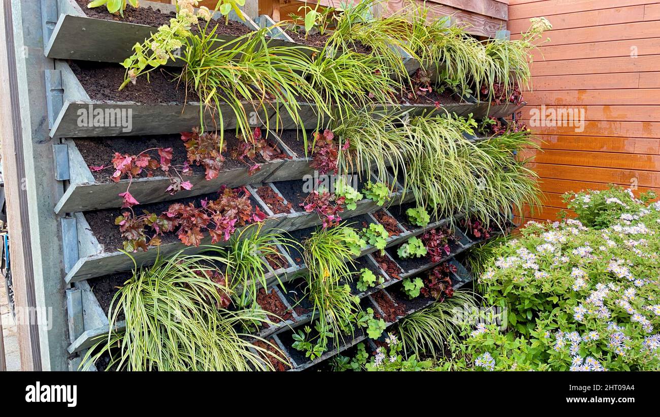 Vertical green wall garden or facade garden or plant wall with ...