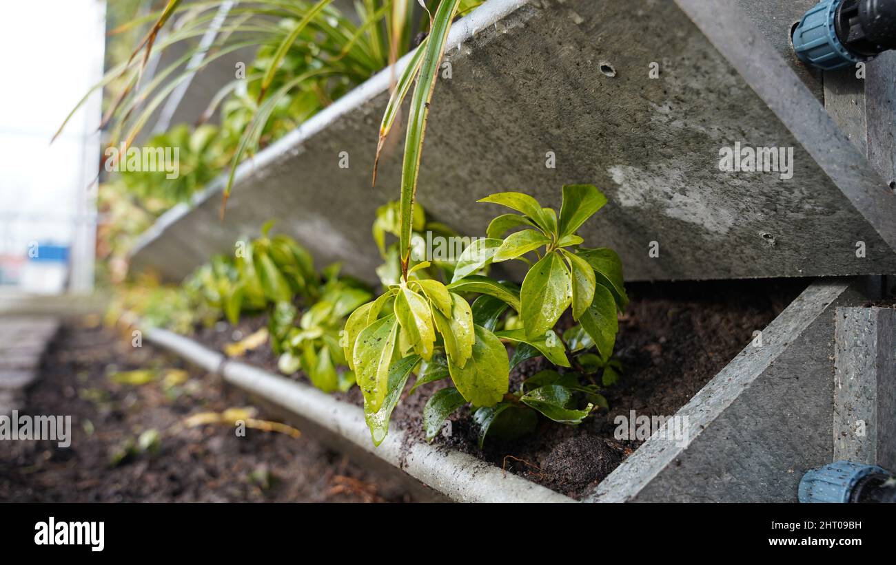 Vertical green wall garden or facade garden or plant wall with ...
