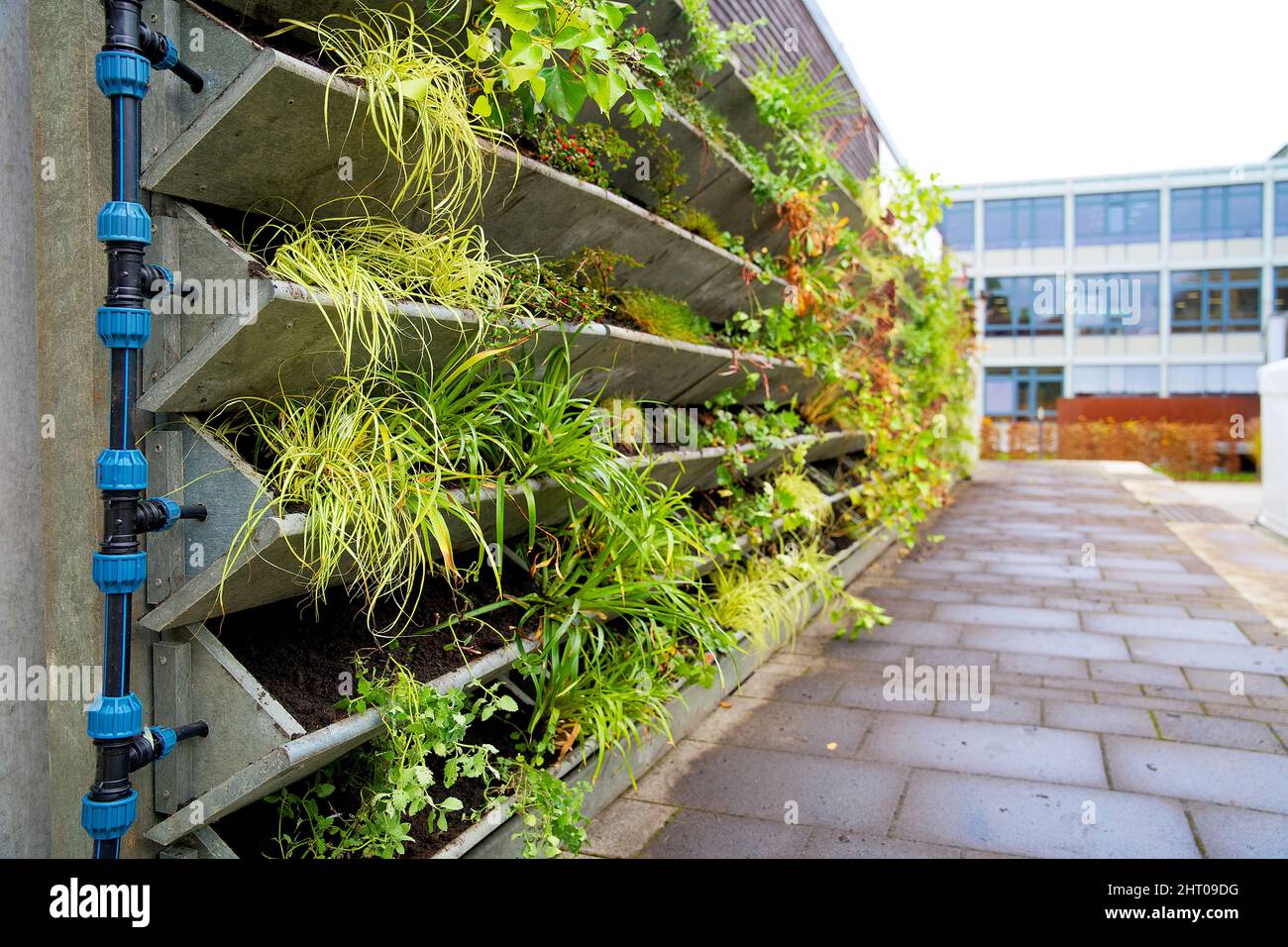 Vertical green wall garden or facade garden or plant wall with ...