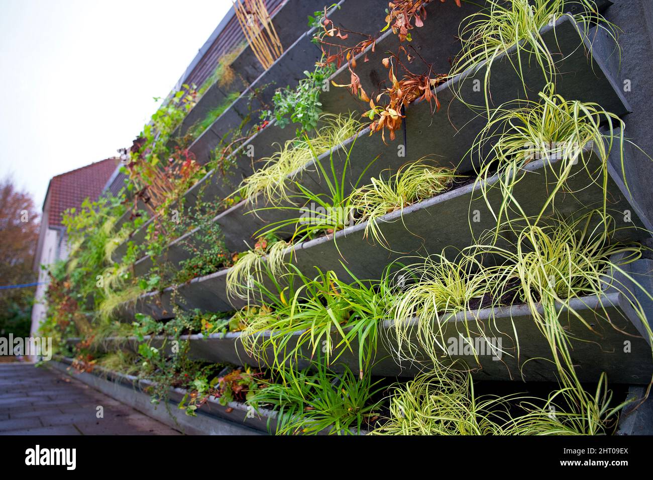 Vertical green wall garden or facade garden or plant wall with ...