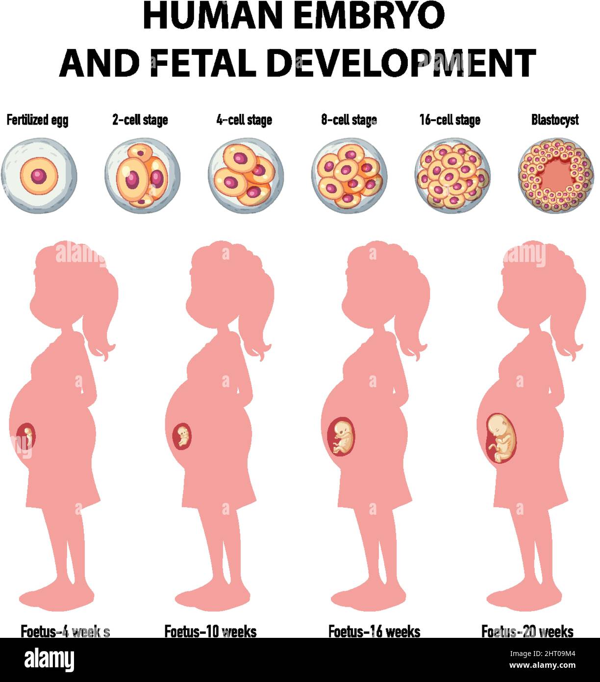Human embryonic development in human infographic illustration Stock ...