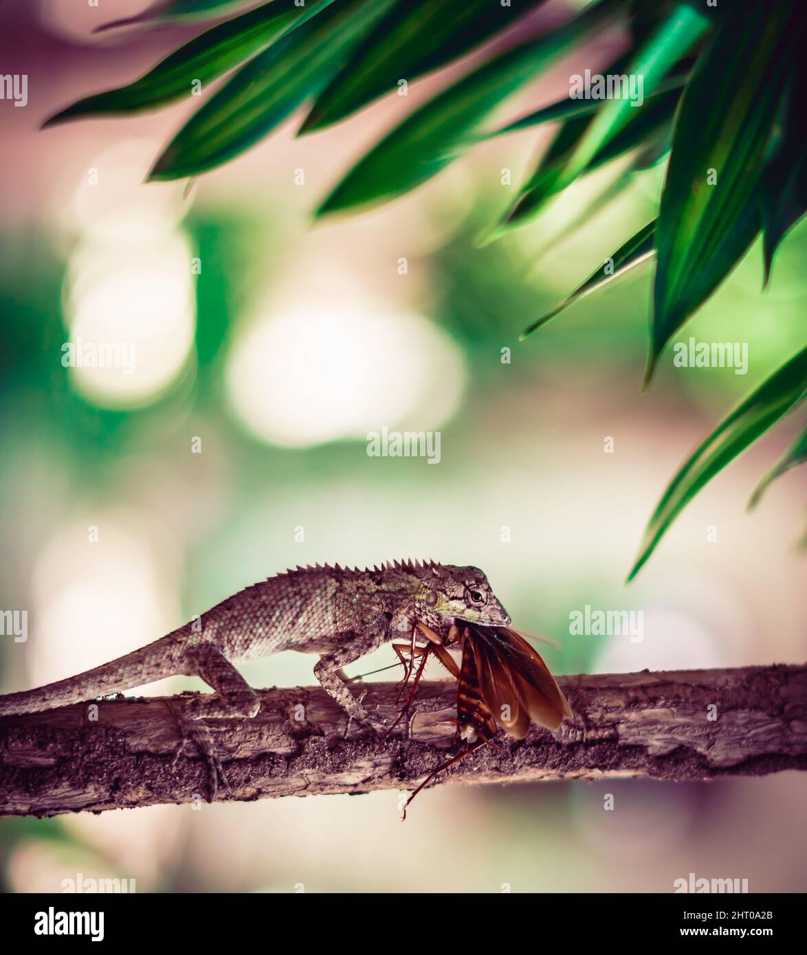 VERTICAL Macro close-up photo captures moment big gray lizard eat ...