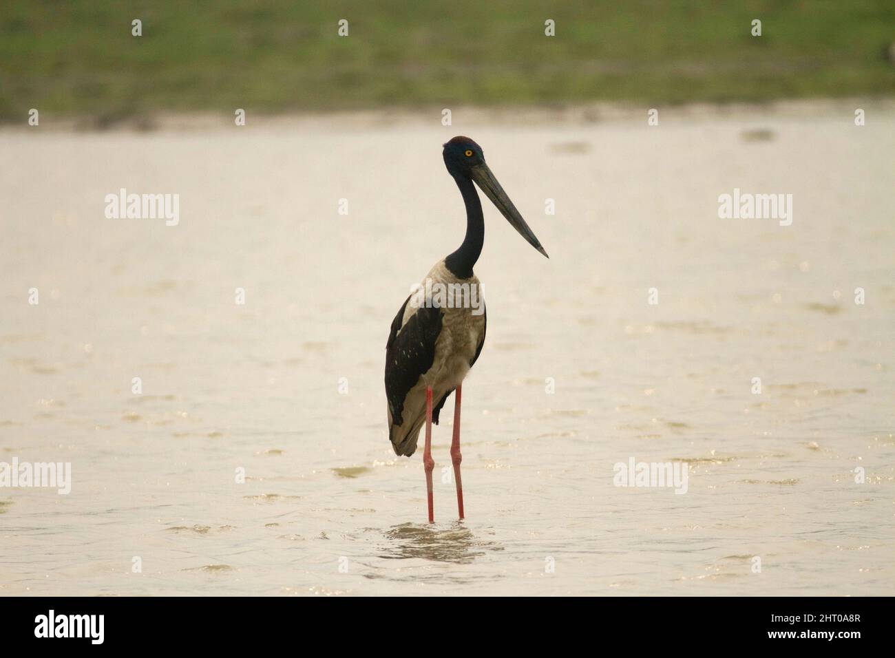 Black-necked stork (Ephippiorhynchus asiaticus) female in shallow water ...
