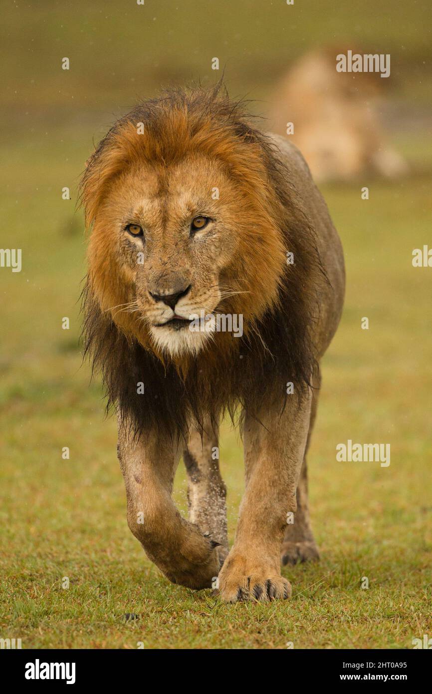 African male lion black mane savannah hi-res stock photography and ...