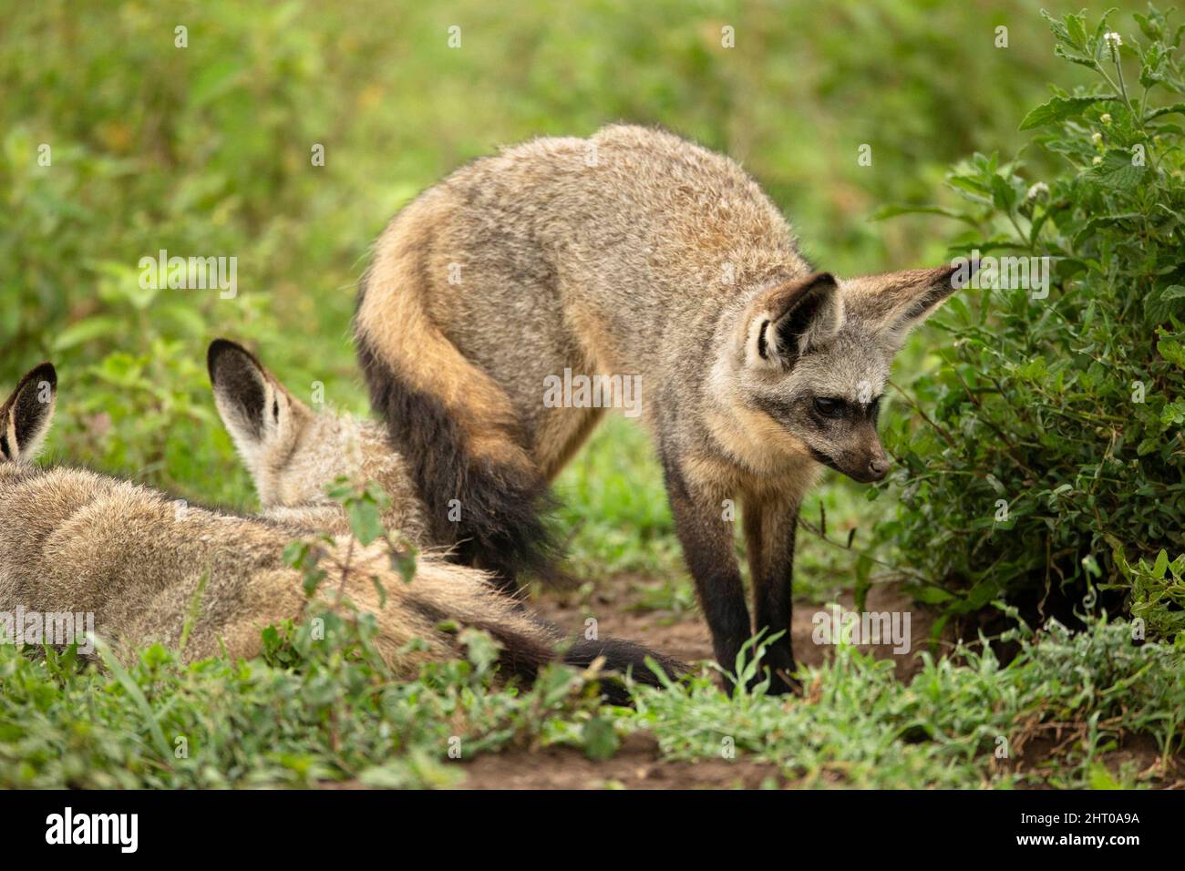 Bat-eared fox (Otocyon megalotis) pair at a den entrance. Ngorongoro ...