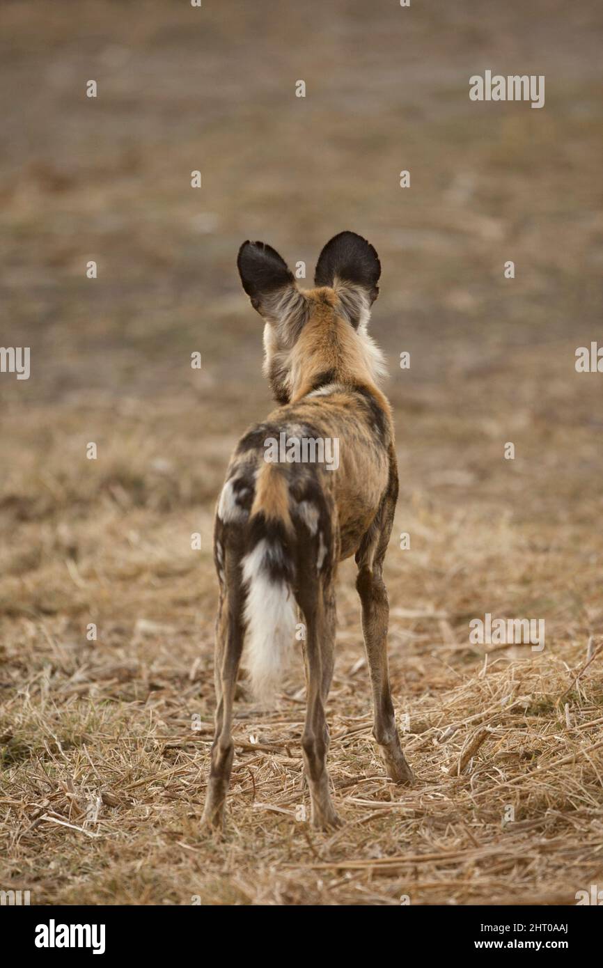 Cape hunting dog (Lycaon pictus), from the back, standing. Moremi Game ...