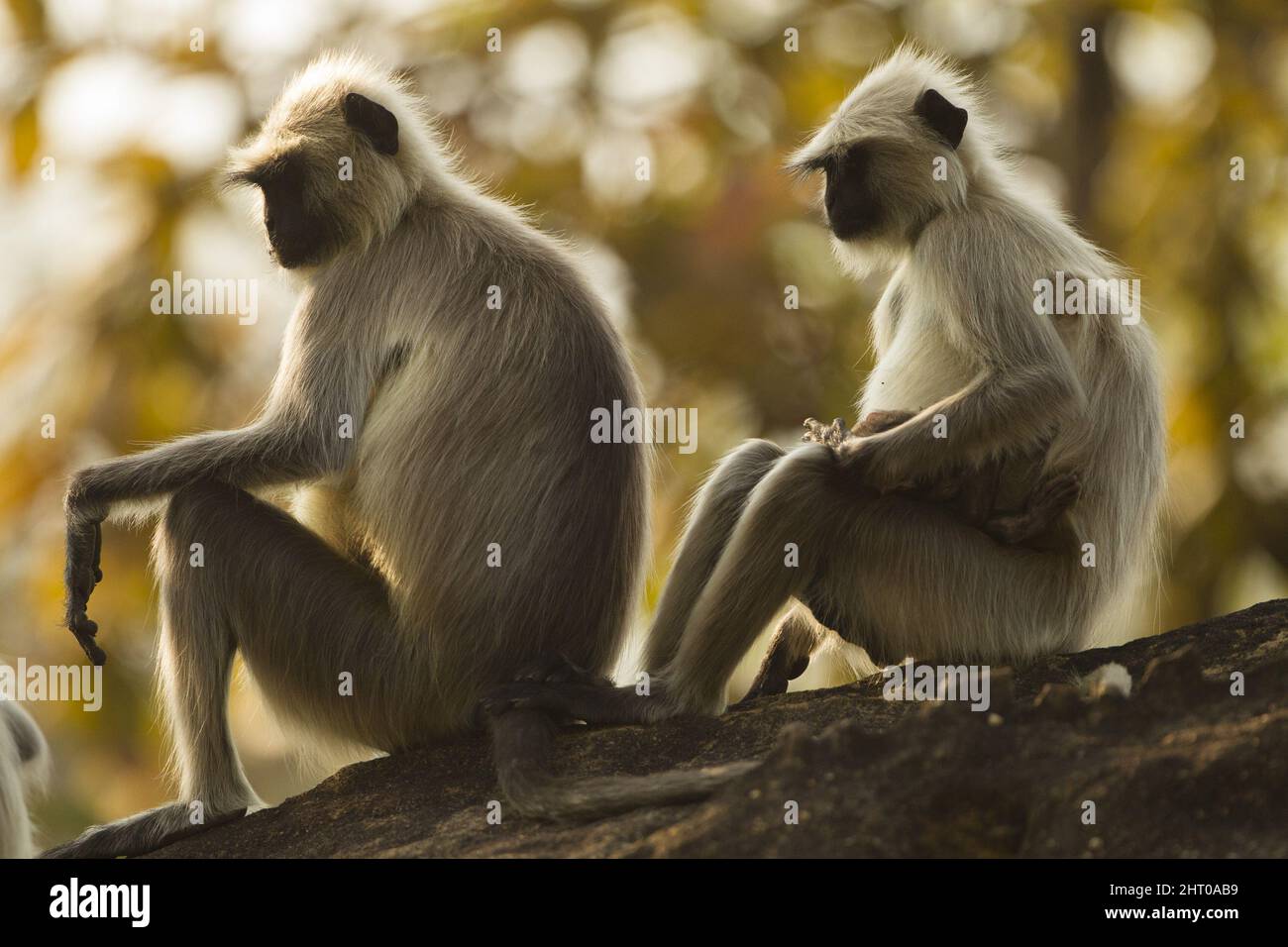 Northern plains grey langur (Semnopithecus entellus) mid-air between ...