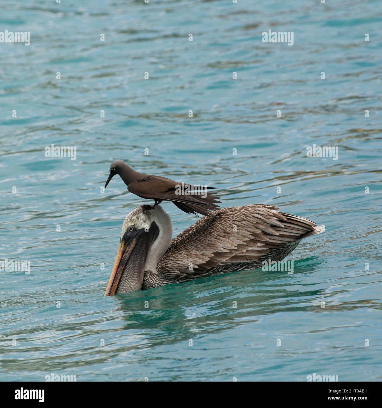 Common noddy (Anous stolidus) using the head of a swimming Brown ...