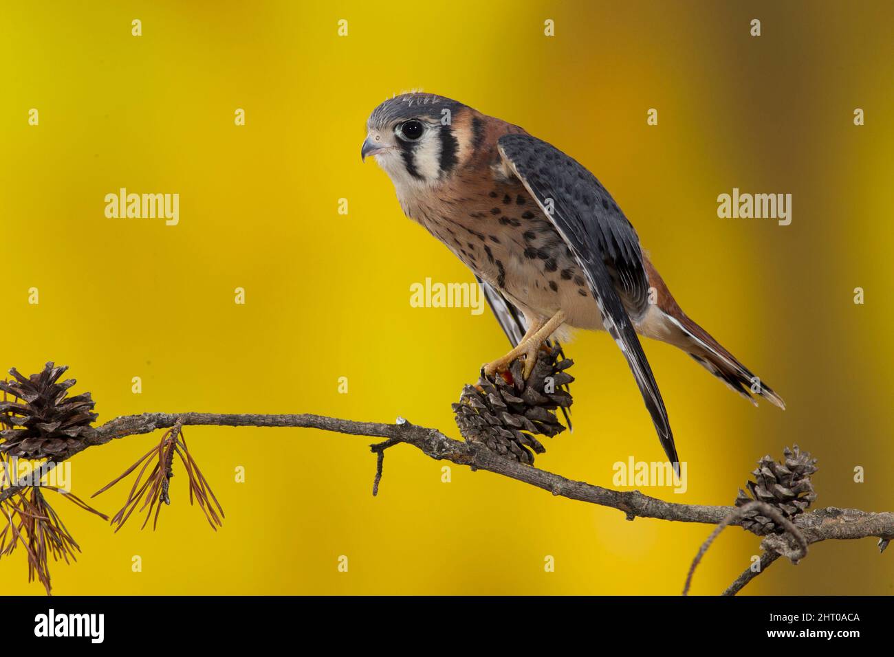 American kestrel (Falco sparverius), on a slender branch. American’s ...