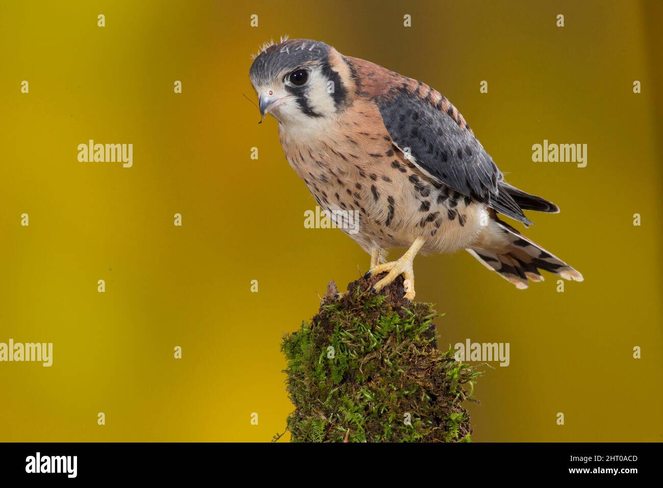 Smallest falcon north america hi-res stock photography and images - Alamy