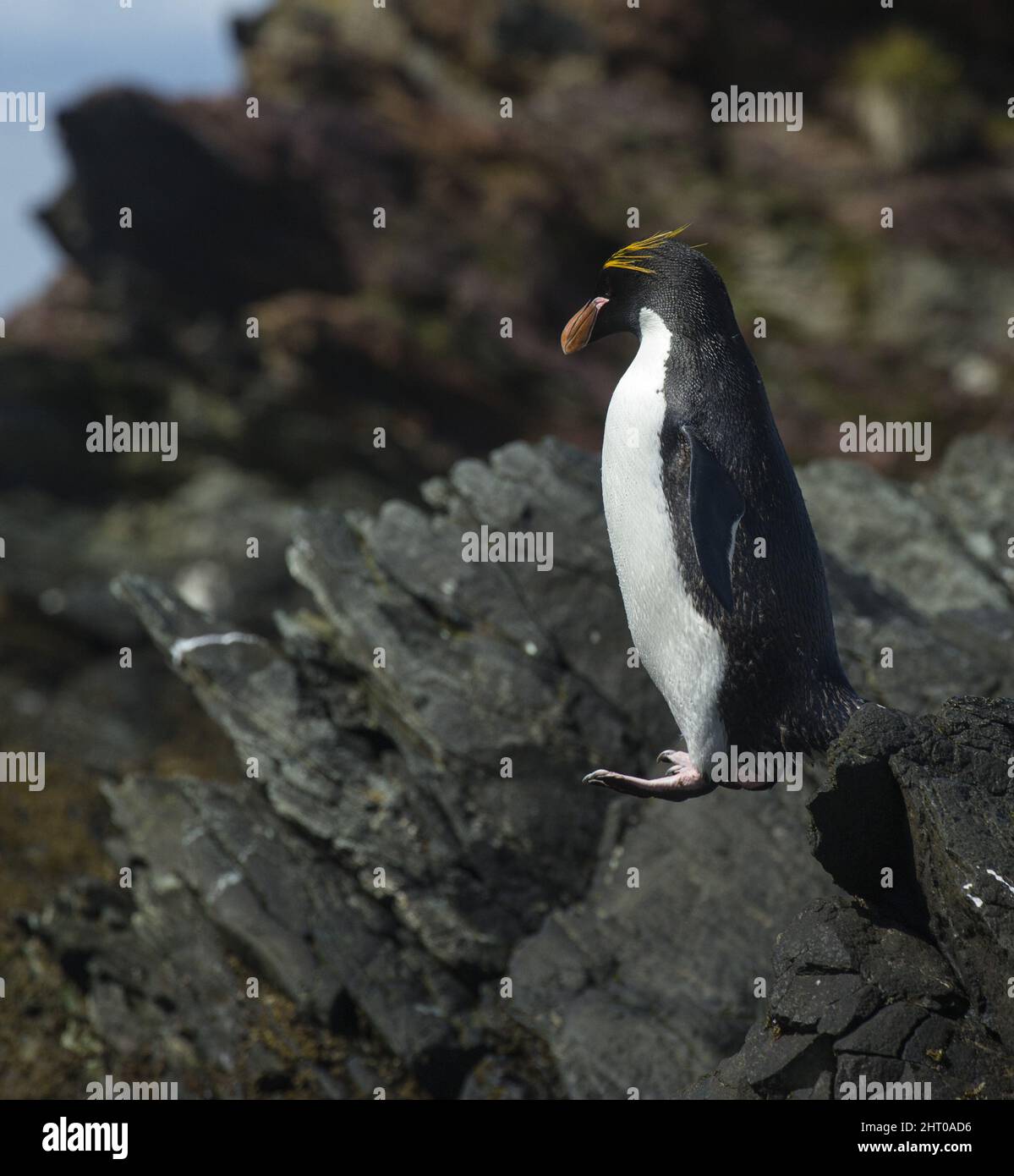 Go Diego Go Macky The Macaroni Penguin