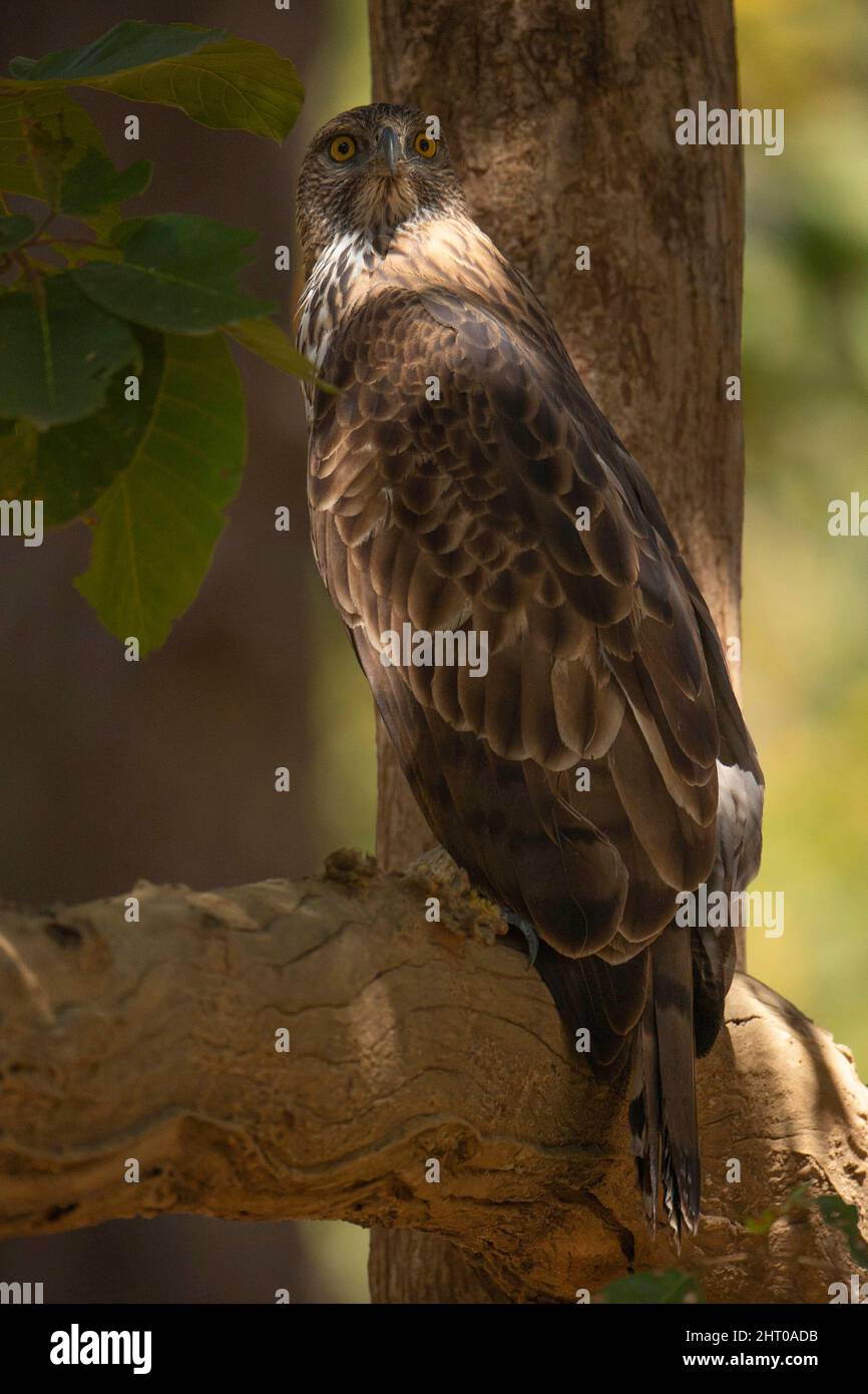 Full view of bird with head turned to right hi-res stock photography ...