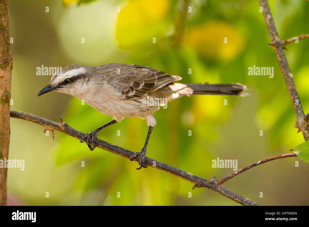 Chalk-browed mockingbird (Mimus saturninus) on a branch. Northern ...