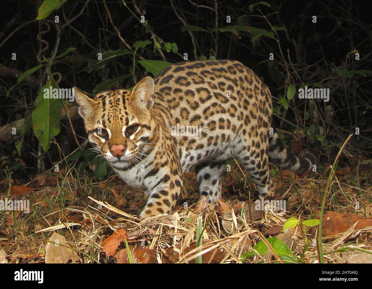 Ocelot (Leopardus pardalis) hunting at night, camera trap shot. Mato ...