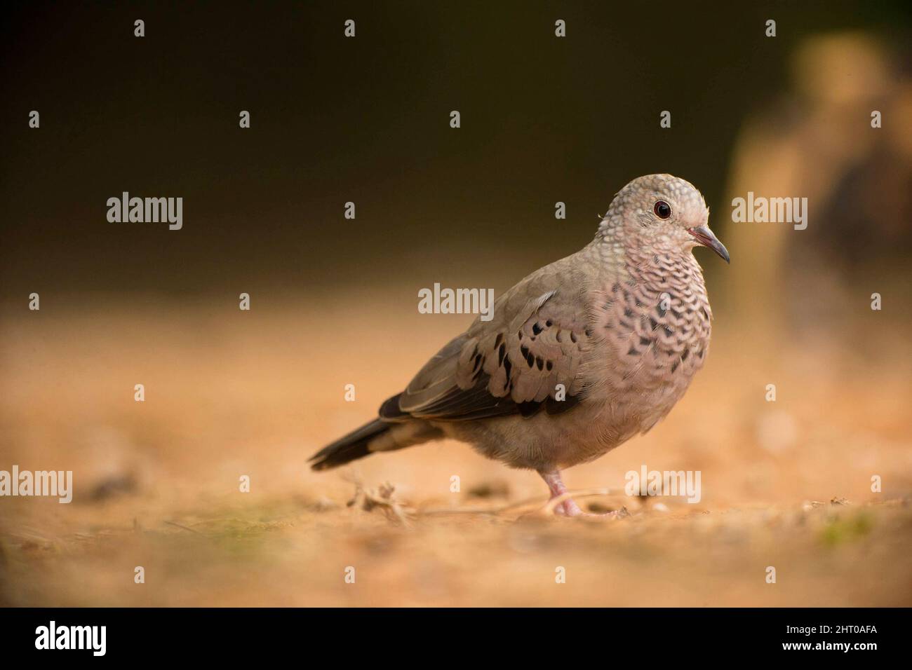 Common ground dove (Columbina passerina) on the ground. Rio Grande ...