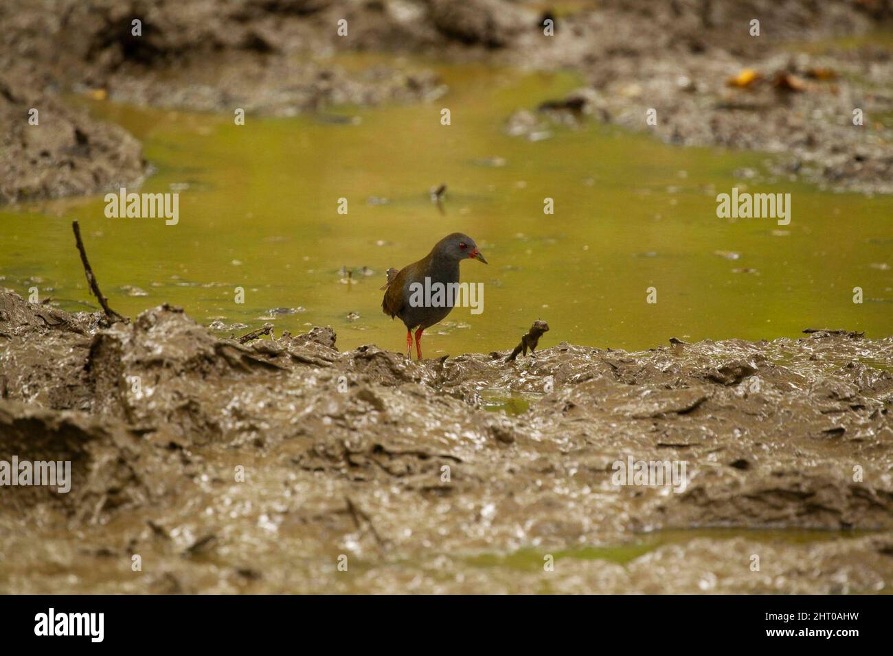 Threatened generally hi-res stock photography and images - Alamy