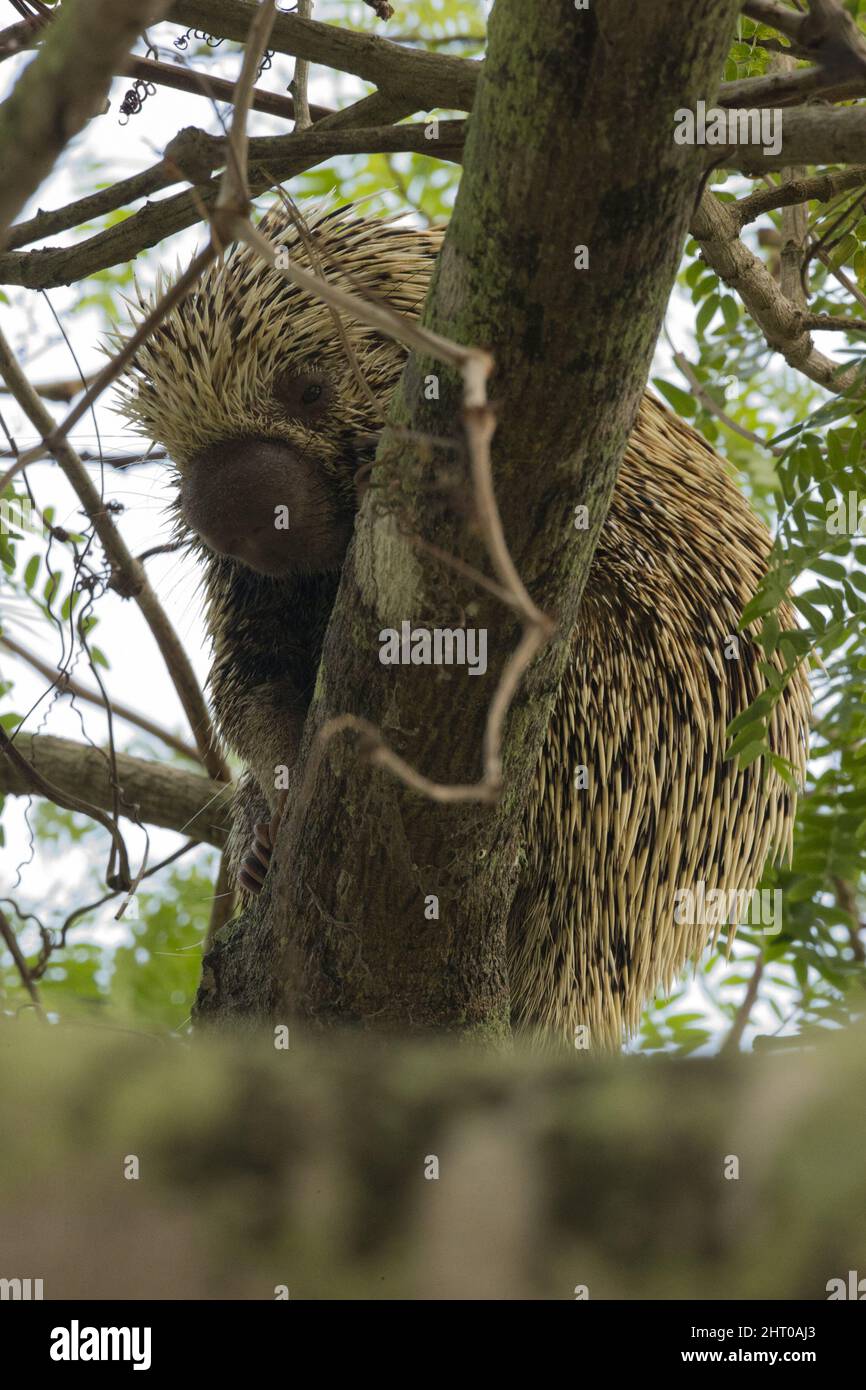 Brazilian porcupine (Coendou prehensilis) at rest in a tree during ...