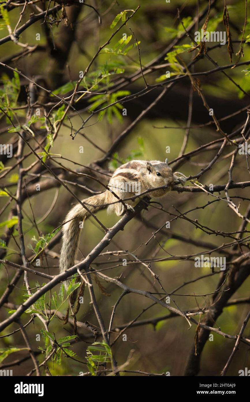 Northern palm squirrel (Funambulus pennantii) in a tree. Keoladeo ...
