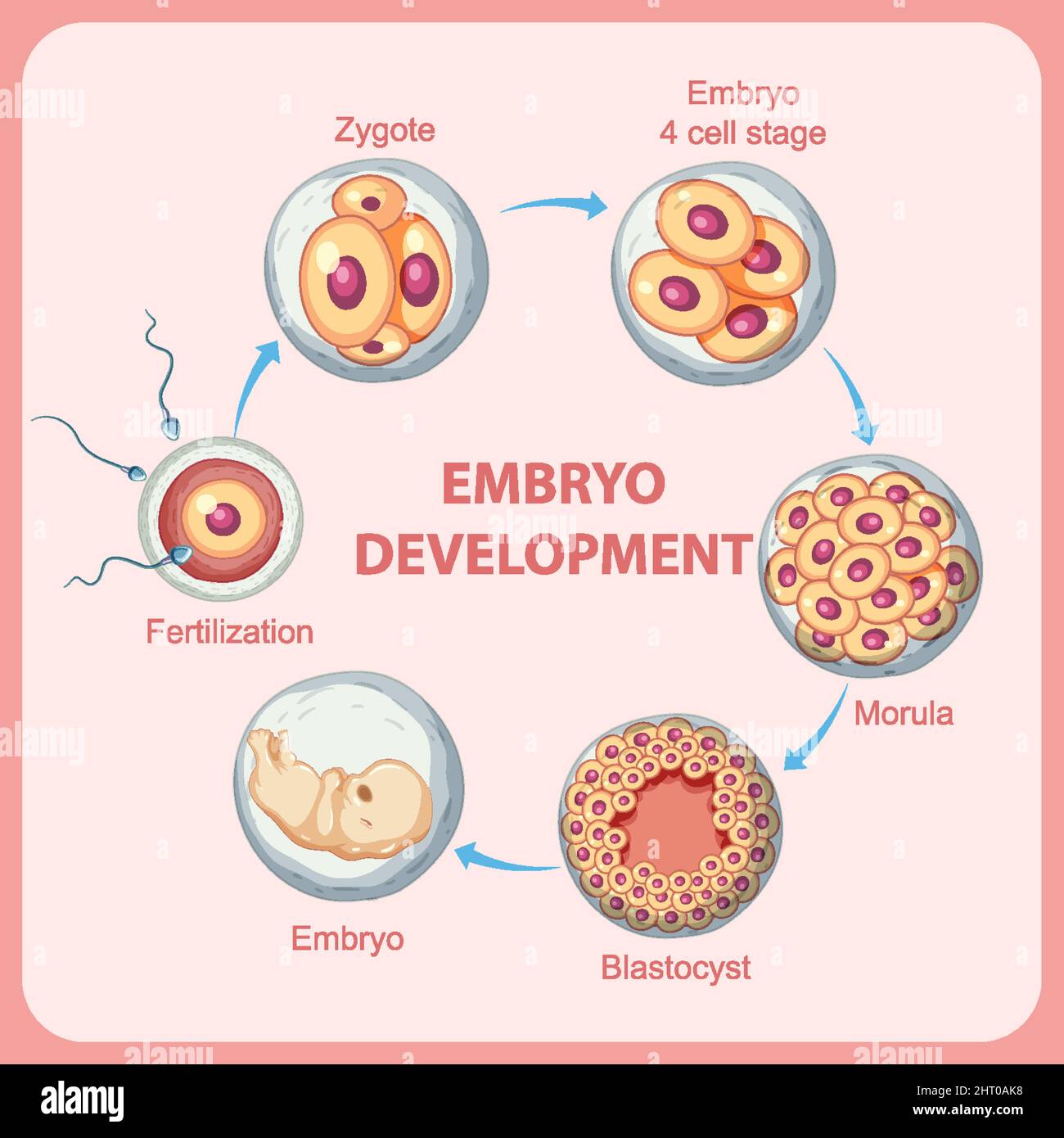 Human embryonic development in human illustration Stock Vector Image ...