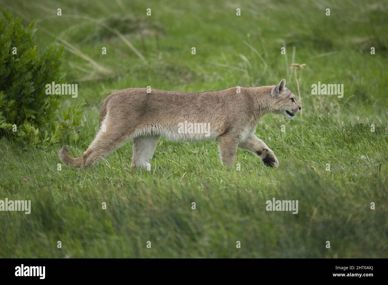 Mountain lion (Puma concolor) on a hunting expedition. Torres del Paine ...