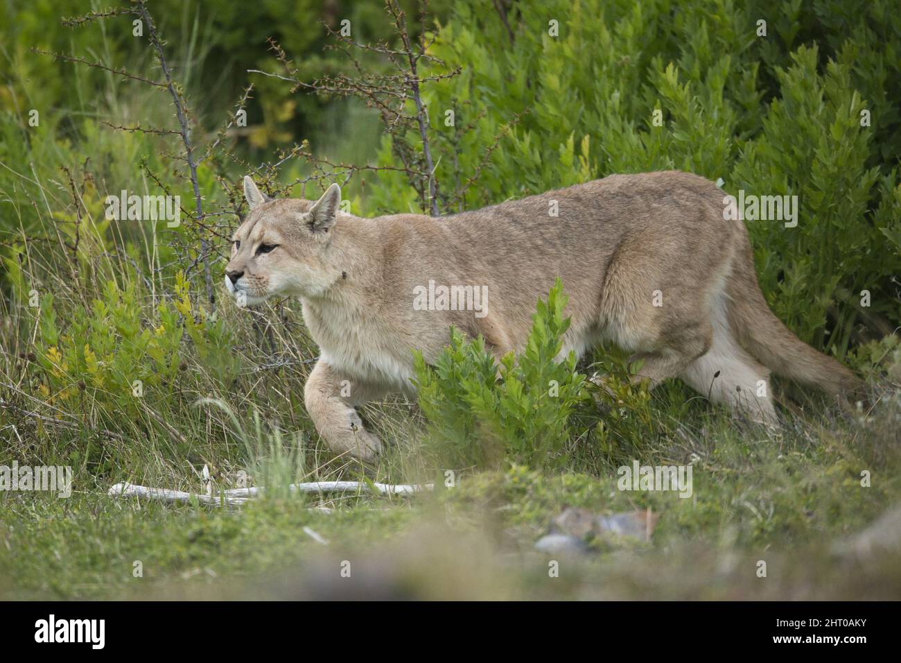 Mountain lion (Puma concolor) hunting. Torres del Paine National Park ...