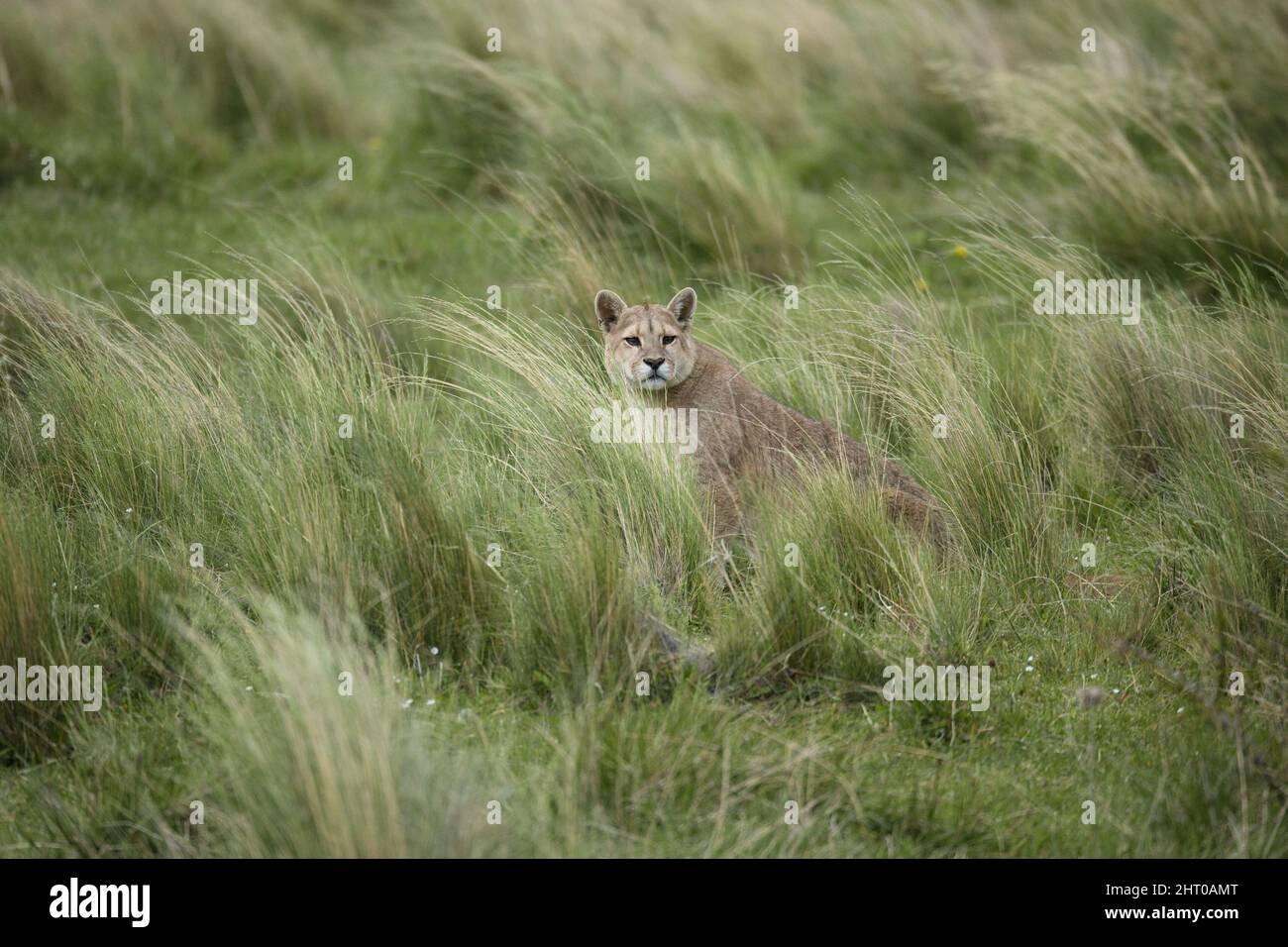 Mountain lion (Puma concolor) rest among clumps of grass. Torres del ...