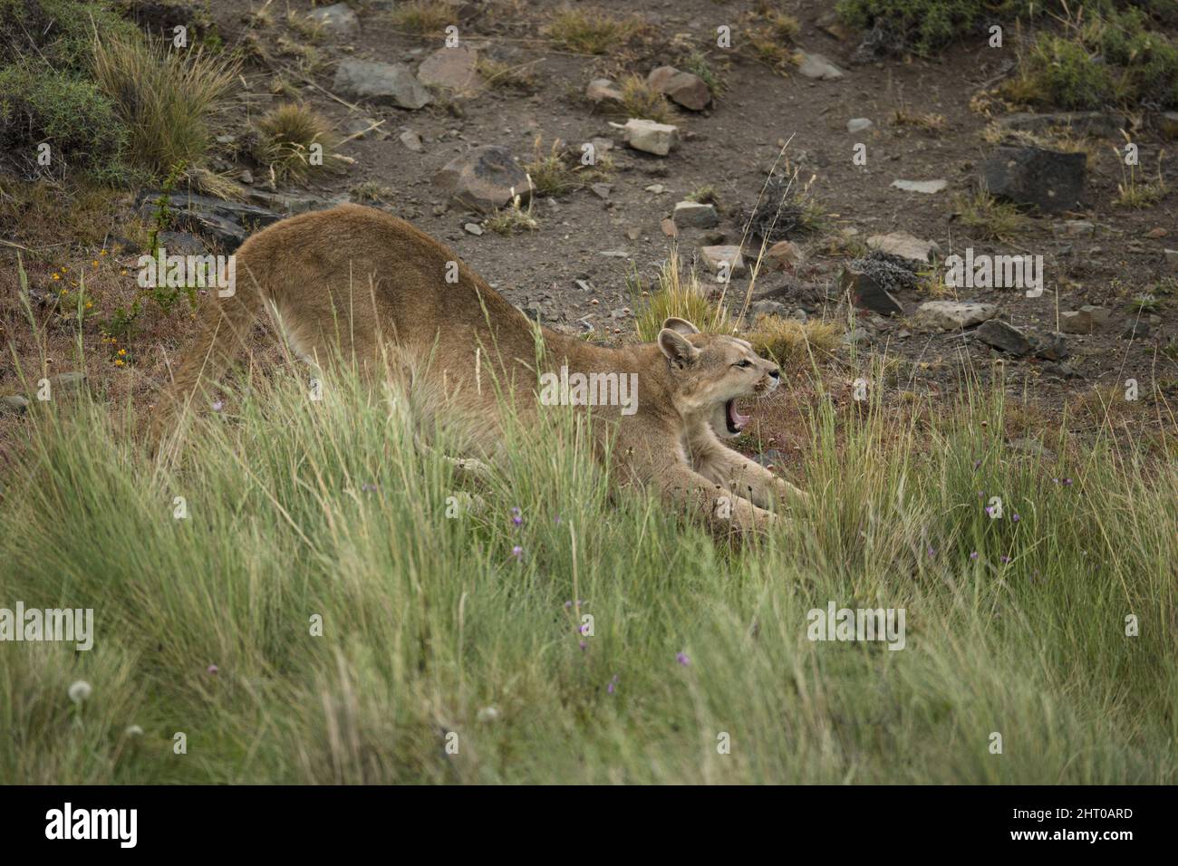 Mountain lion (Puma concolor) yawning and stretching. Torres del Paine ...