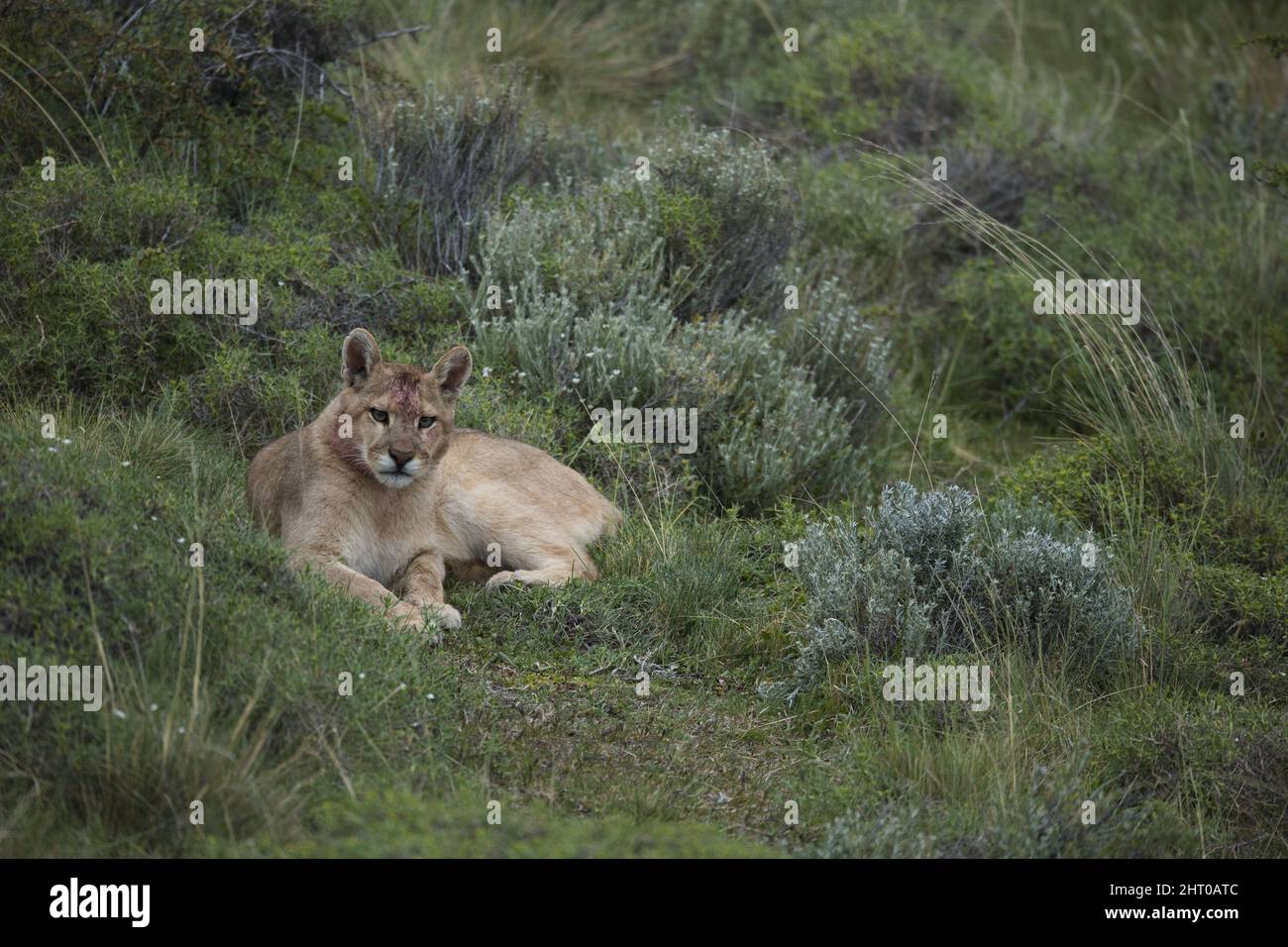 Mountain Lion Laying Down