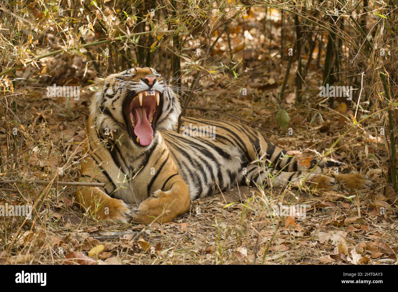 Bengal tiger (Panthera tigris tigris), resting on the forest floor ...