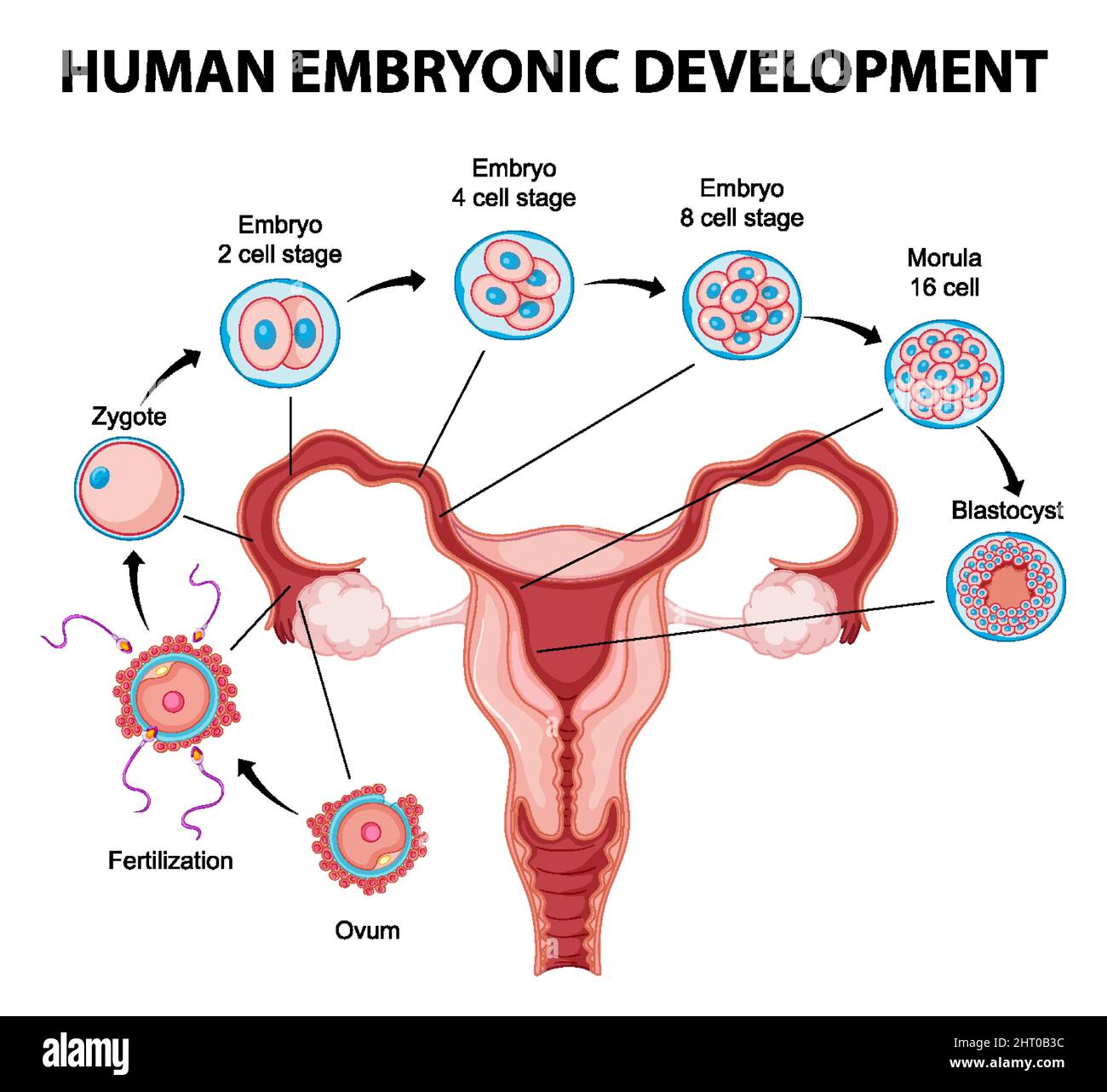 Human Embryonic Development In Human Infographic Illustration Stock