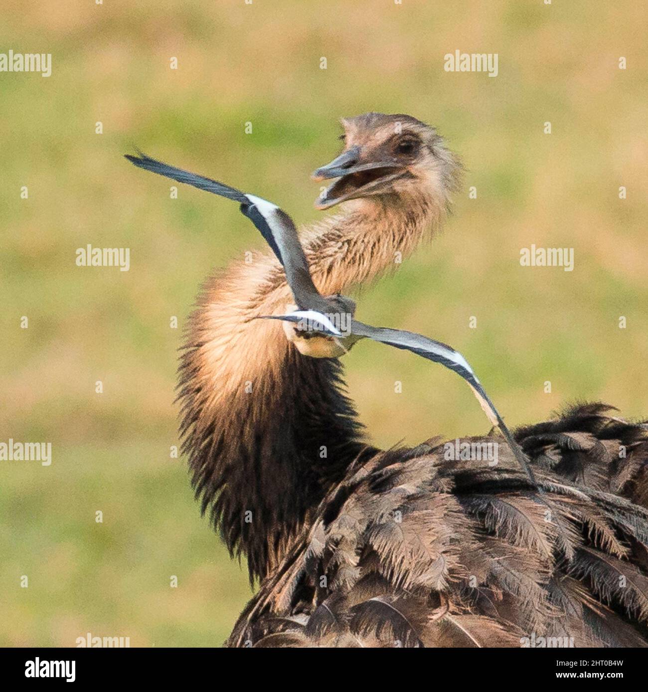 Greater rhea (Rhea americana) being harassed by a Pied lapwing ...