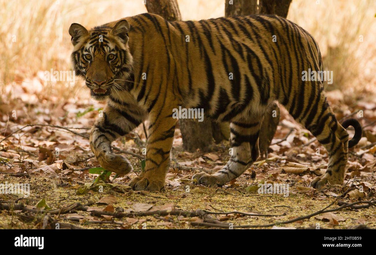 Bengal tiger (Panthera tigris tigris), juvenile, walking. Bandhavgarh National Park, Madhya ...