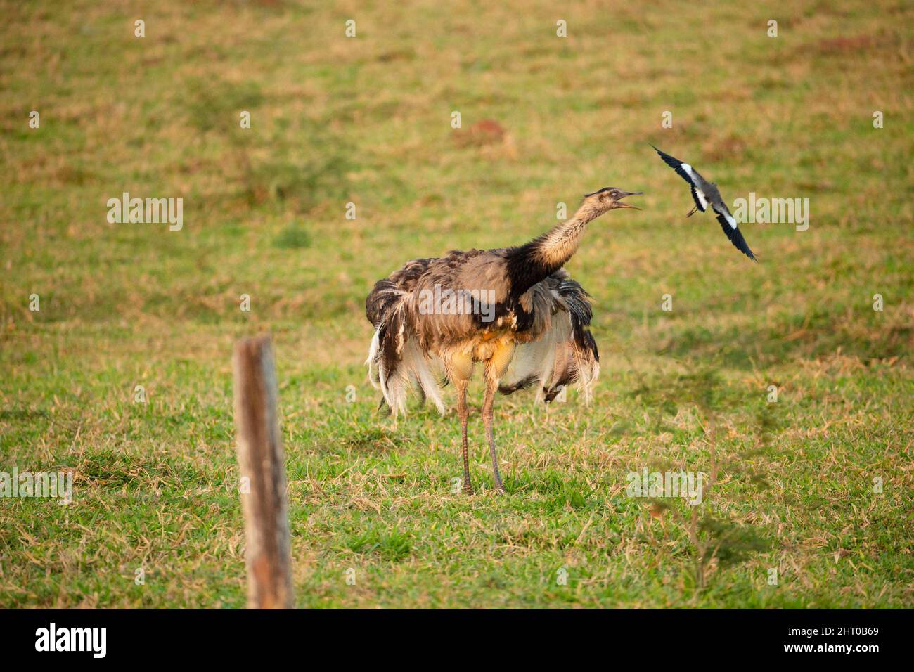 Greater rhea (Rhea americana) in grassland, being harassed by a Pied ...