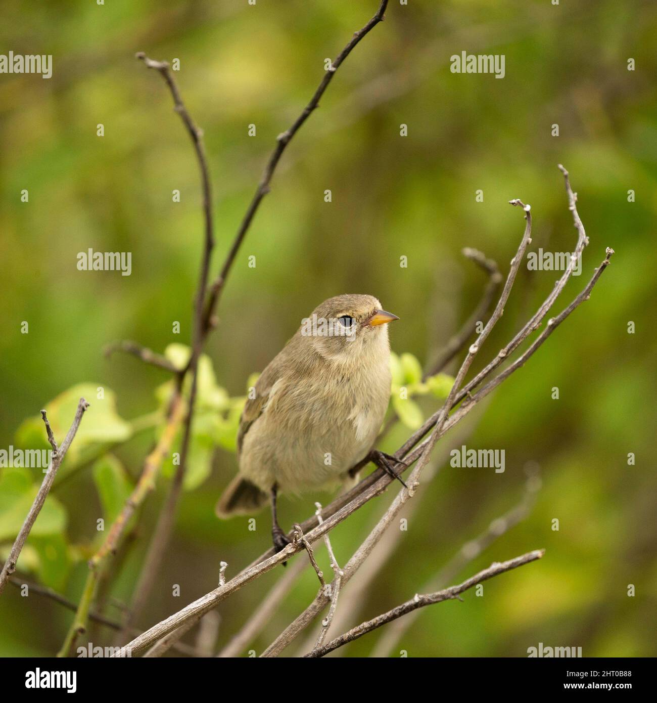 Green warbler-finch (Certhidea olivacea) in a shrub. Espanola (Hood ...
