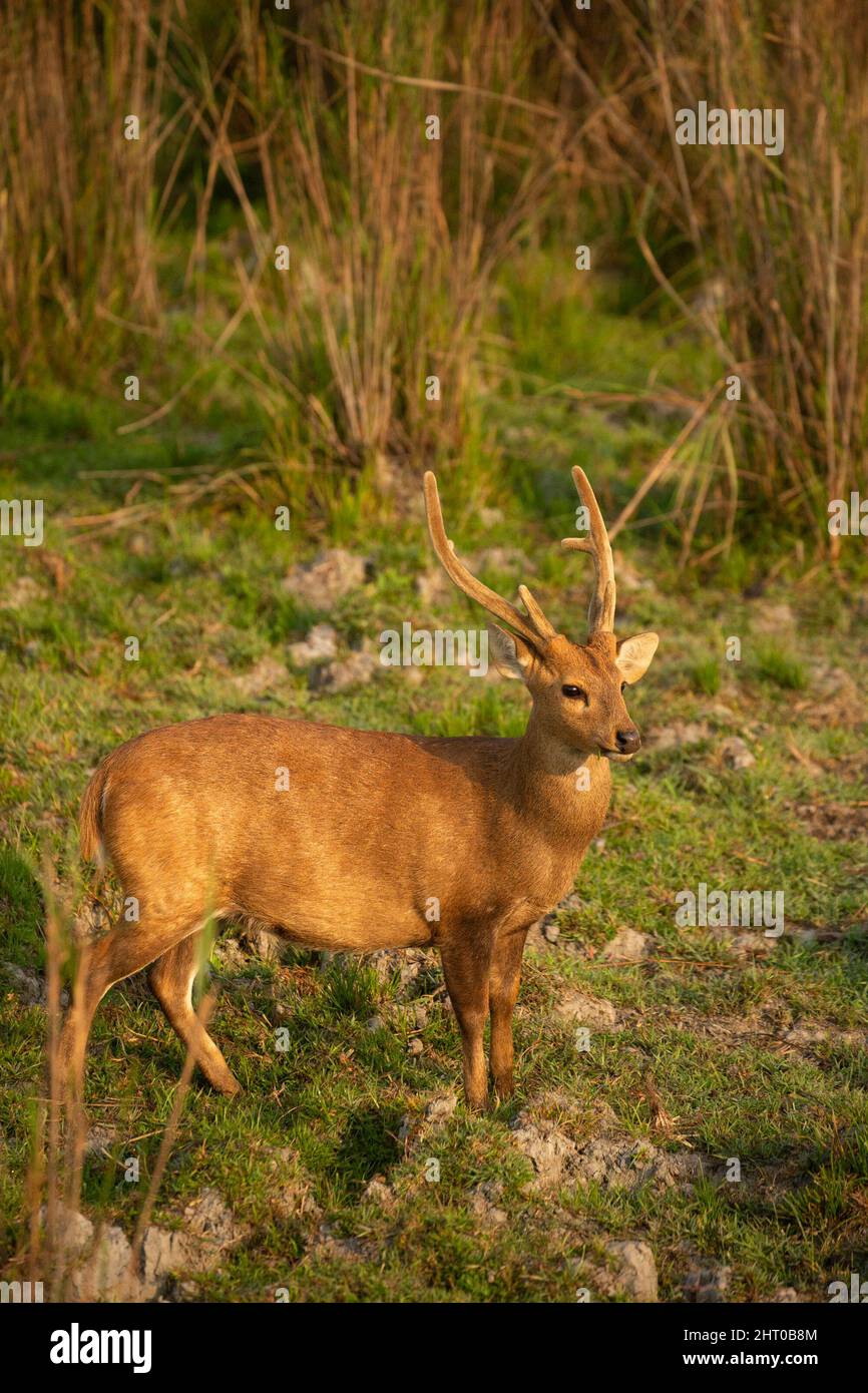 Indian hog deer (Hyelaphus porcinus) stag with handsome antlers in ...