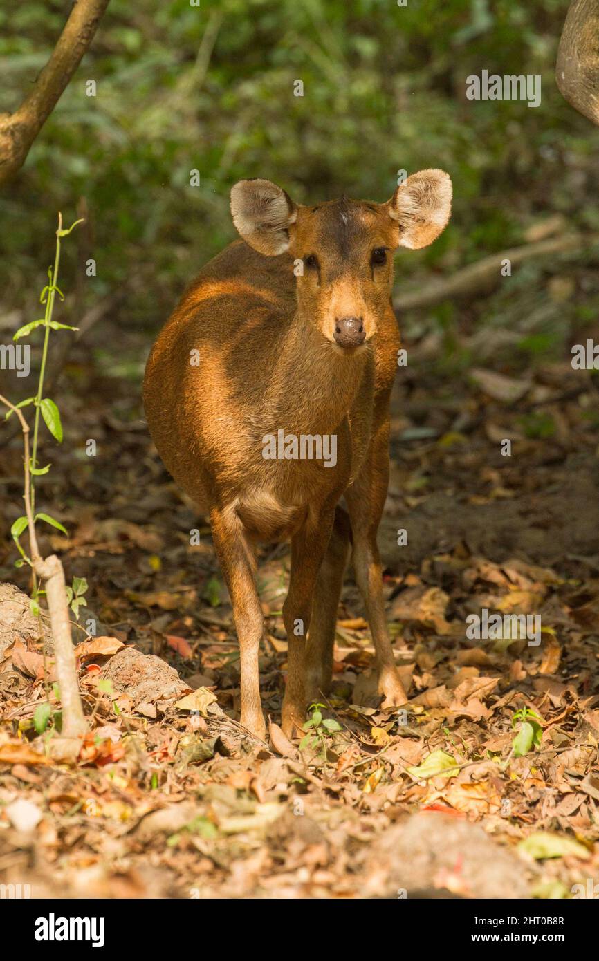 Indian hog deer (Hyelaphus porcinus) hind standing still to gaze at the ...