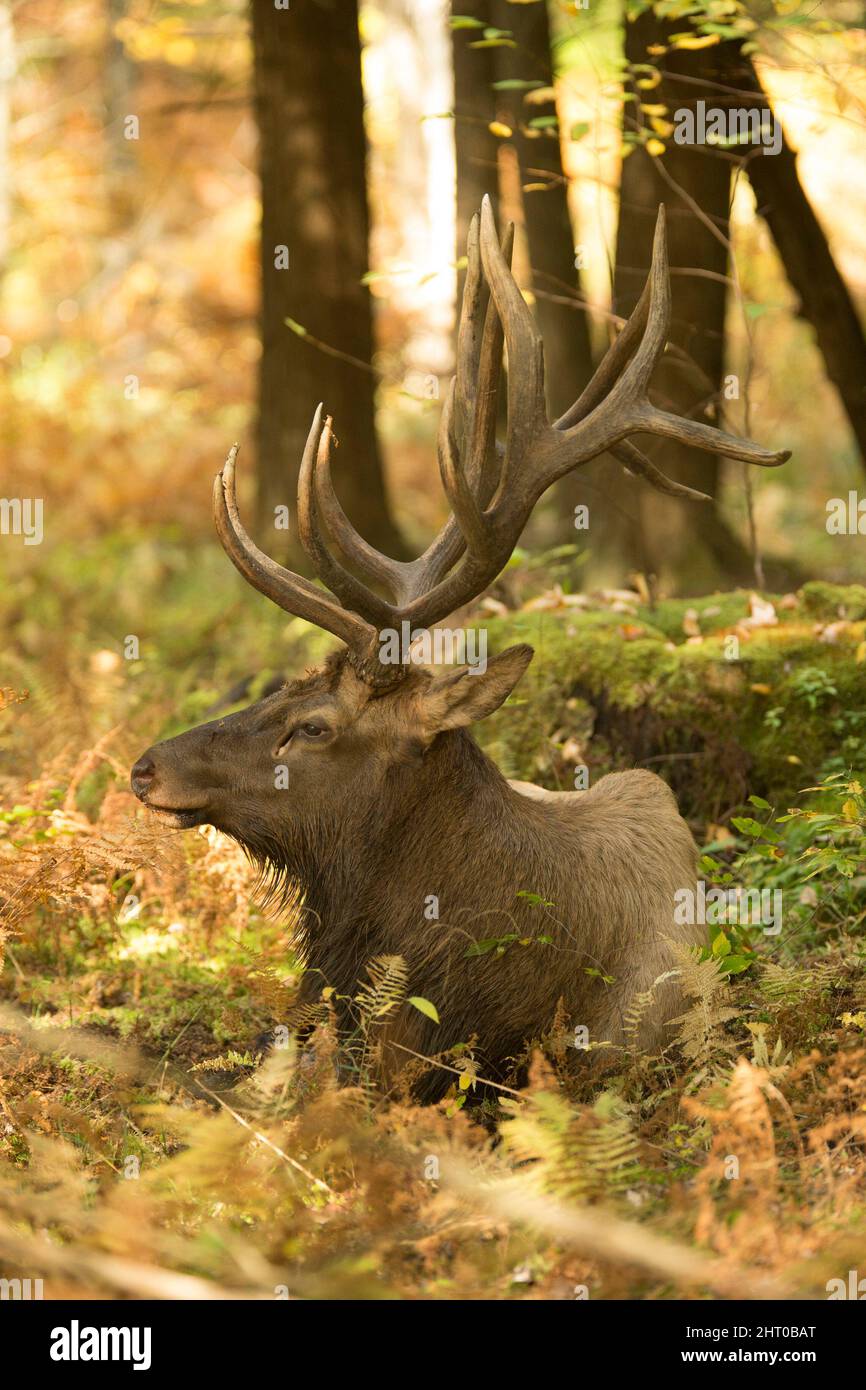 Elk (Cervus canadensis), bull resting in forest. Elk State Park, Elk ...