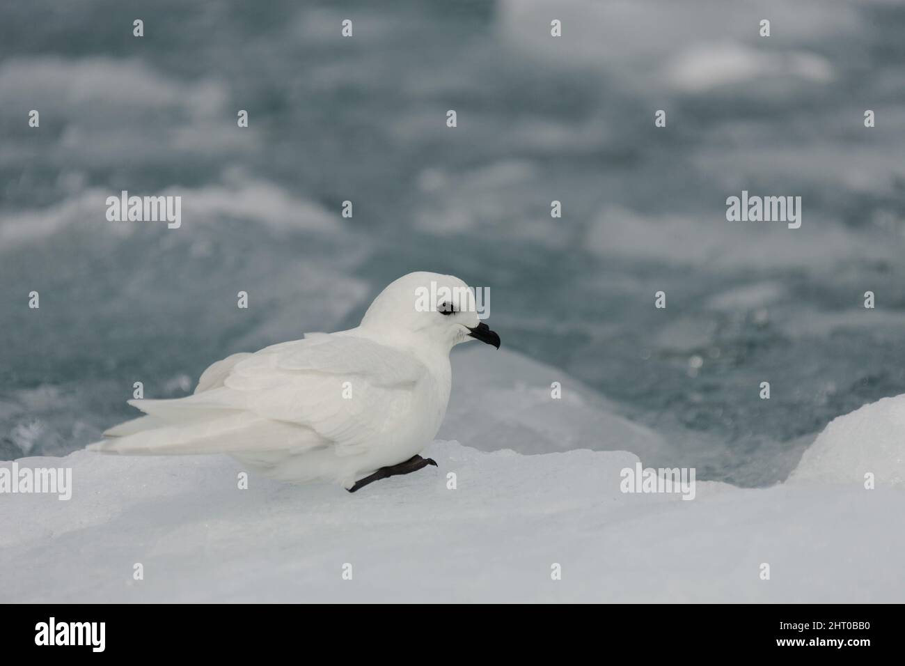 Snow petrel (Pagodroma nivea) on ice of the Ross Glacier, Royal Bay ...
