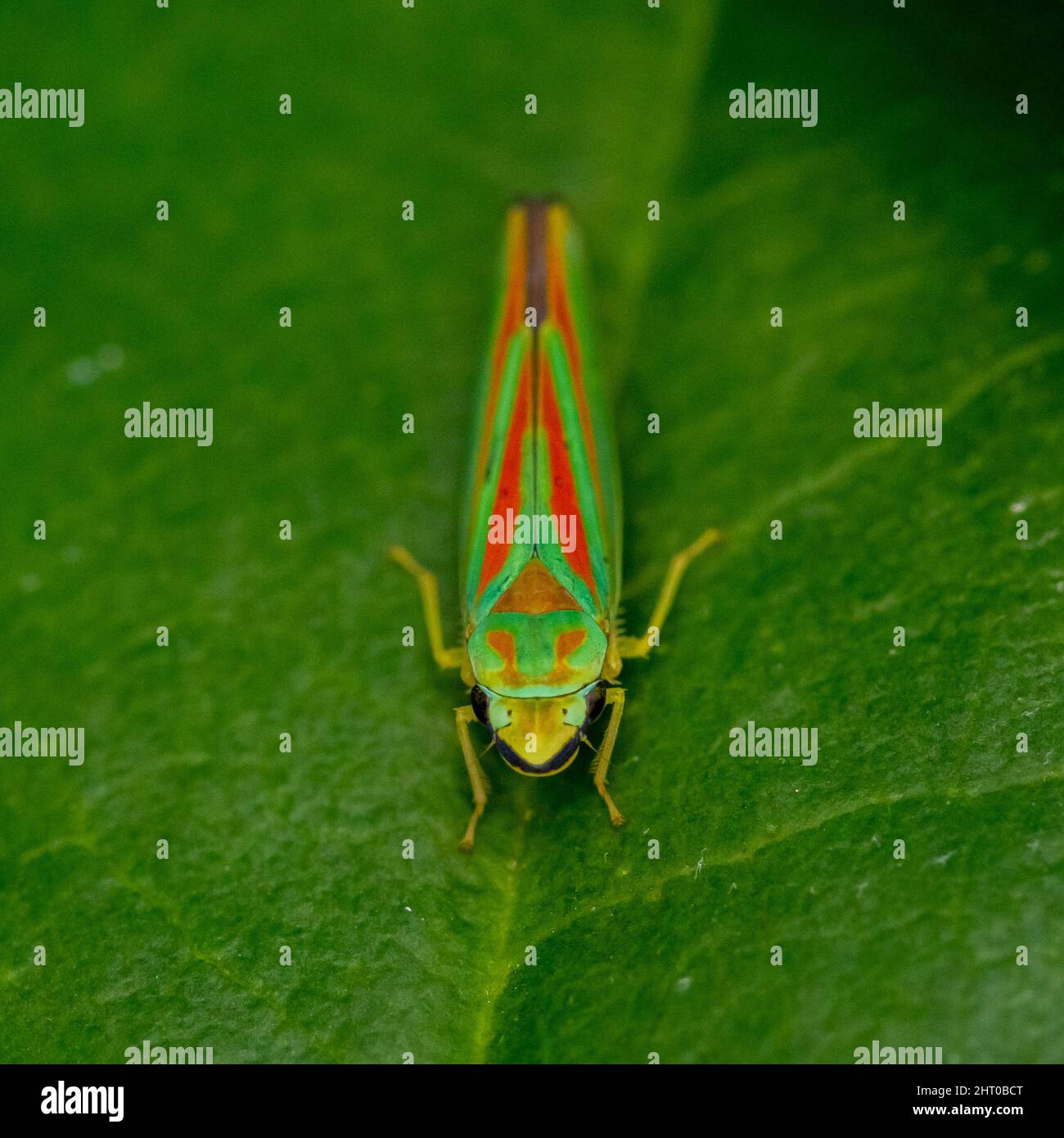 Rhododendron cicada on leaf insect animal macro photography Stock Photo ...