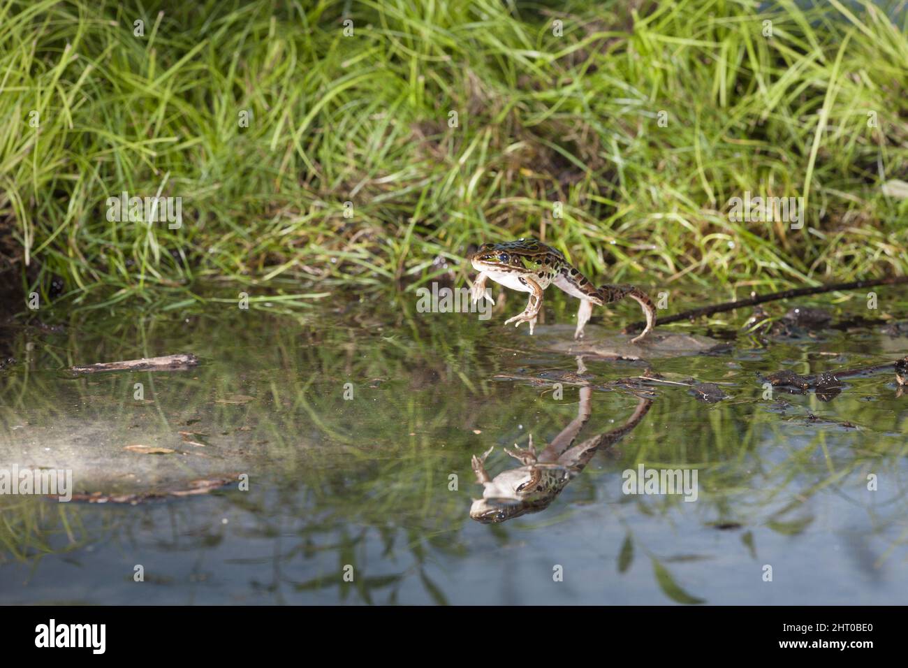 Leaping frog hi-res stock photography and images - Alamy