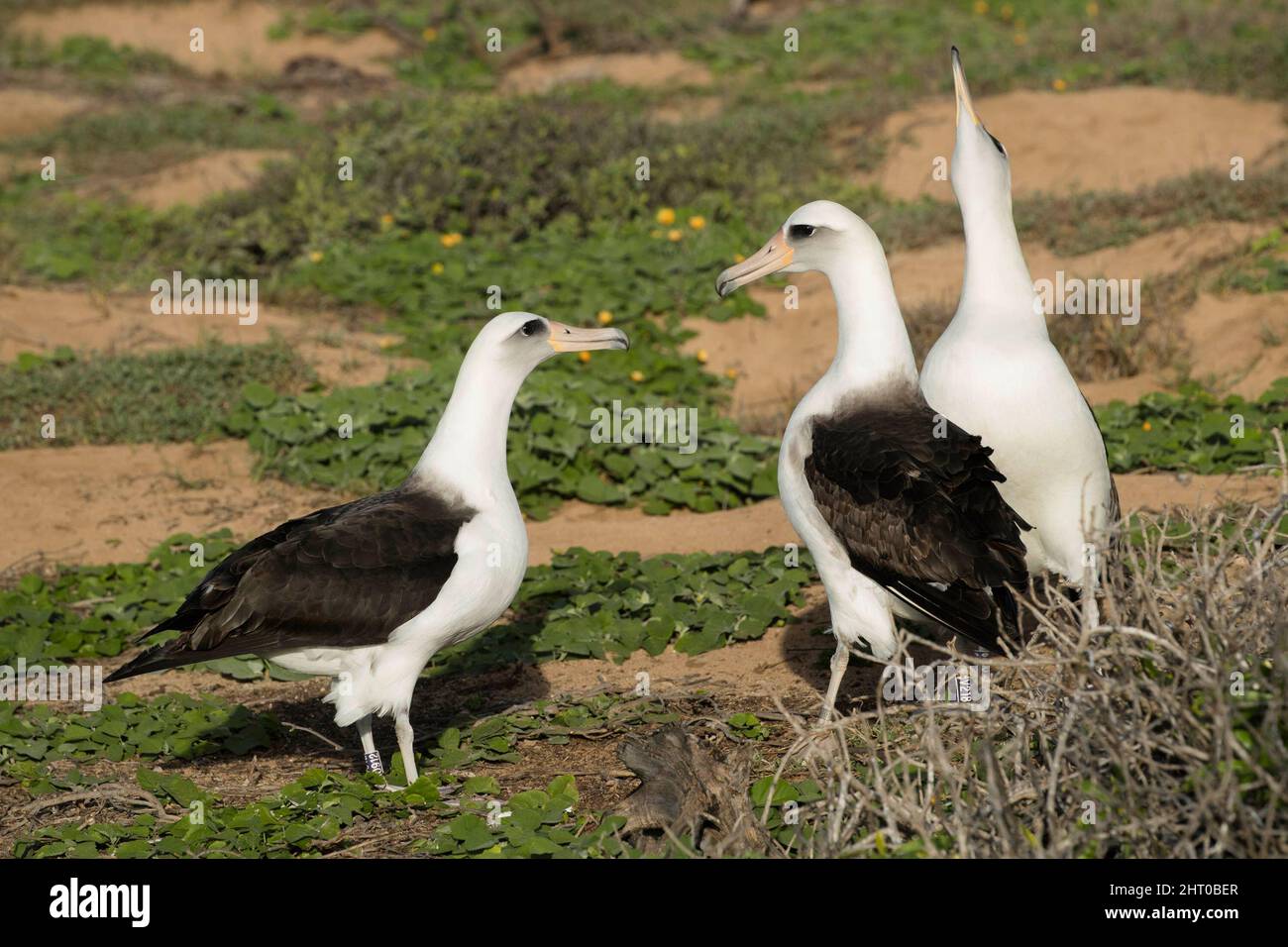 Gooney birds hi-res stock photography and images - Alamy