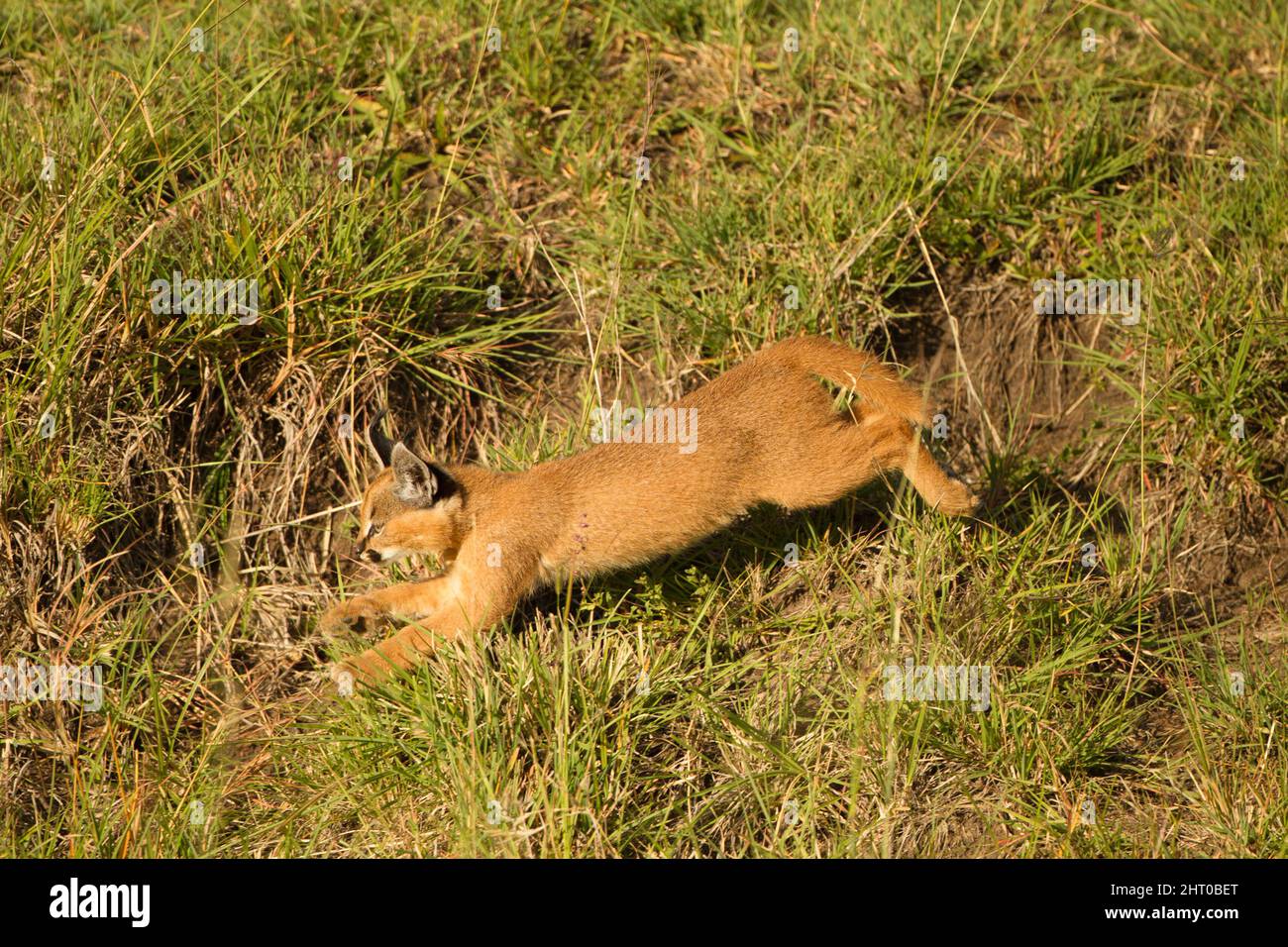 Caracal (Caracal caracal), cub leaping down a bank. Lower Mara, Masai ...