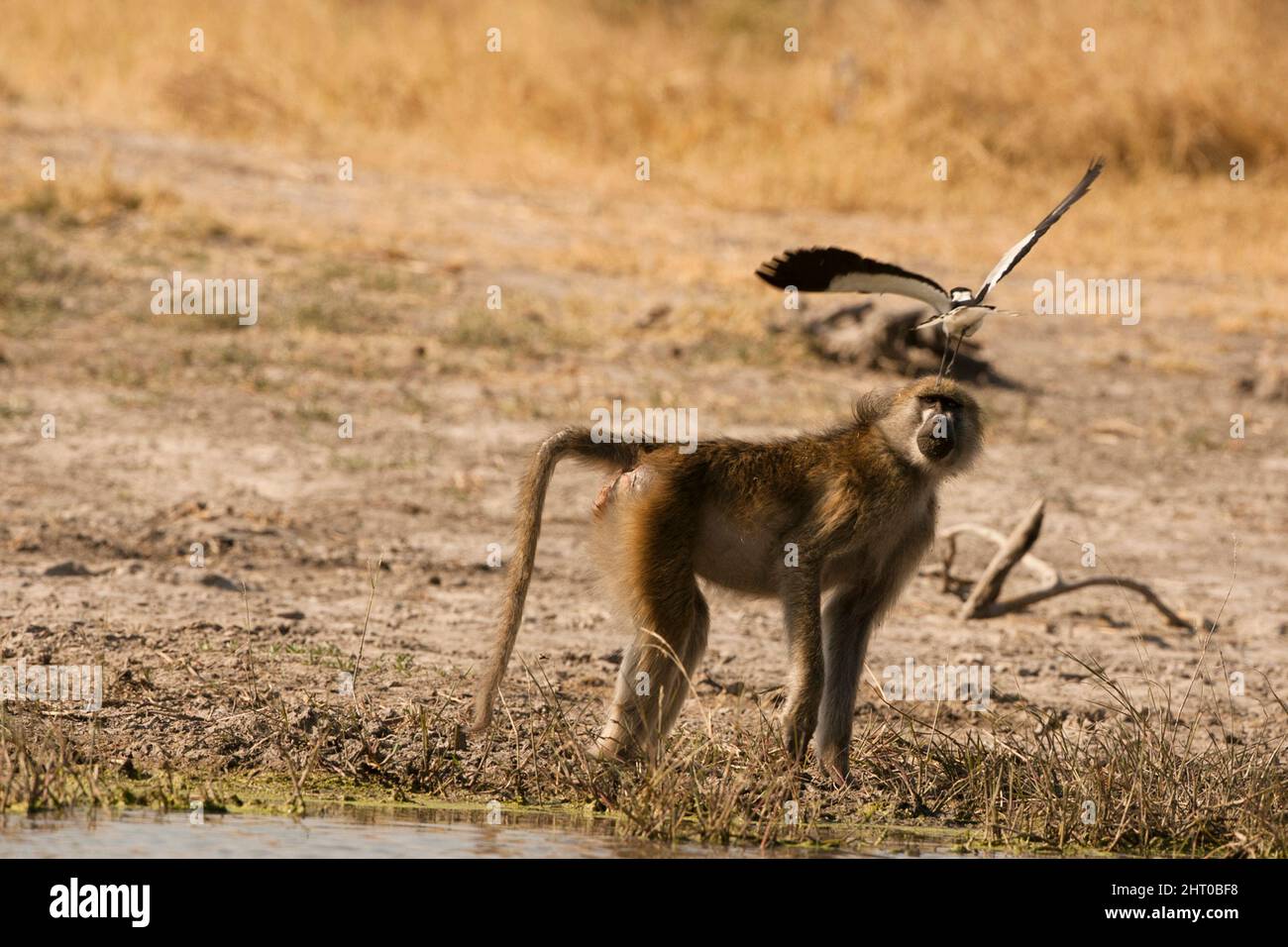 Monkey using tool hi-res stock photography and images - Alamy
