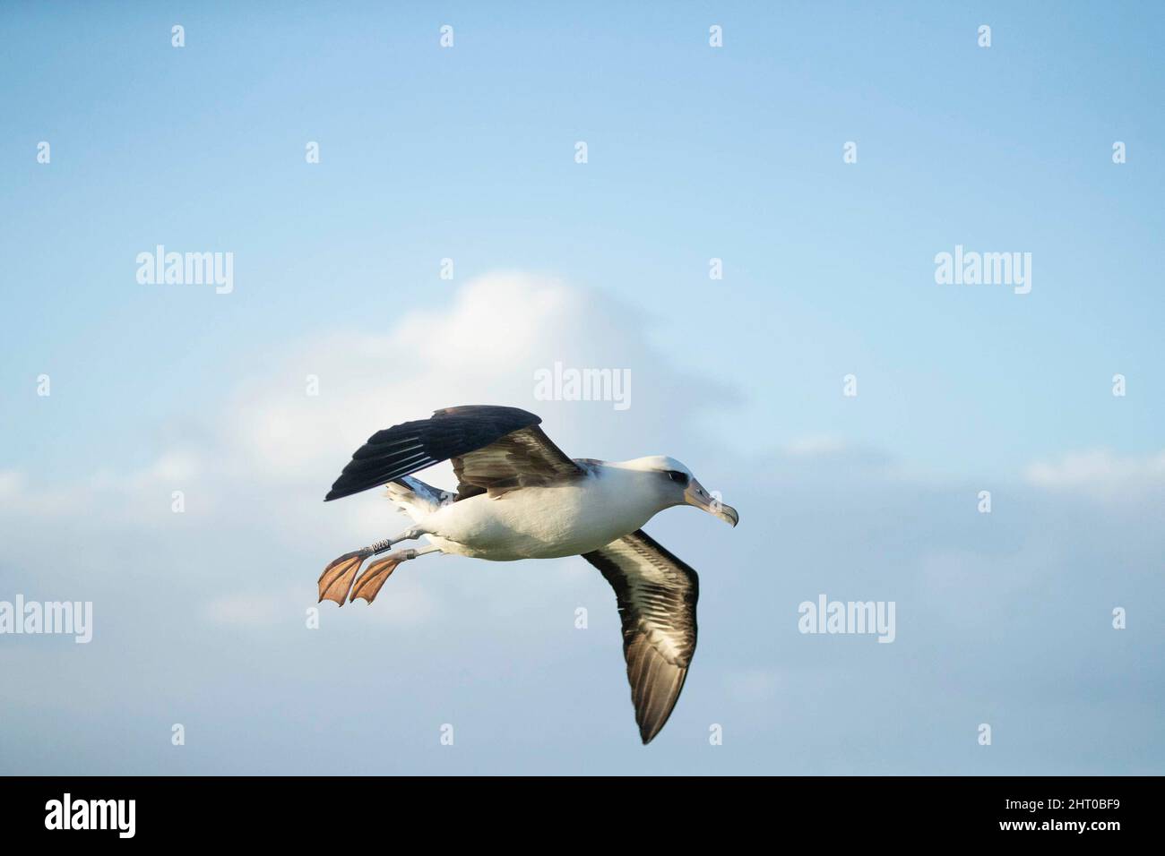 An albatross in the northern hemisphere hi-res stock photography and ...