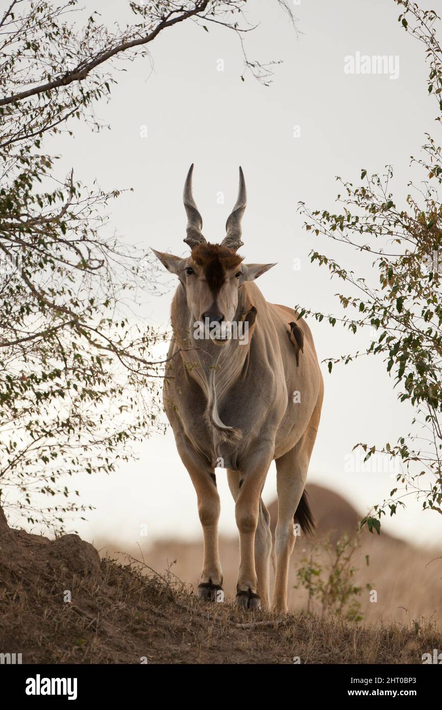Eland (Taurotragus oryx), with an oxpecker. Masai Mara National Reserve ...