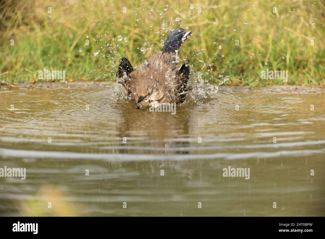 Plunge diving birds hi-res stock photography and images - Alamy