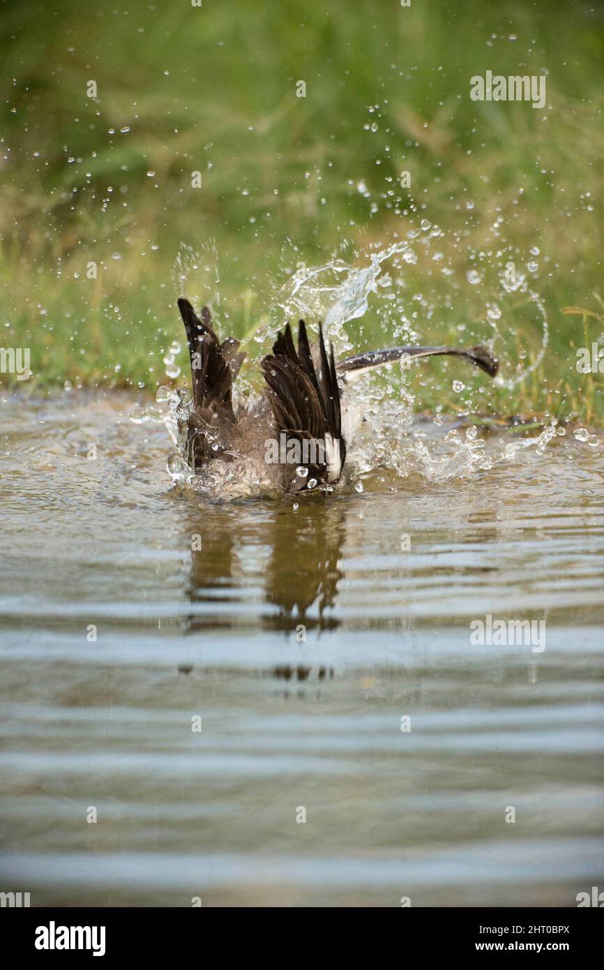 Northern mockingbird (Mimus polyglottos) diving into a pond. Rio Grande ...