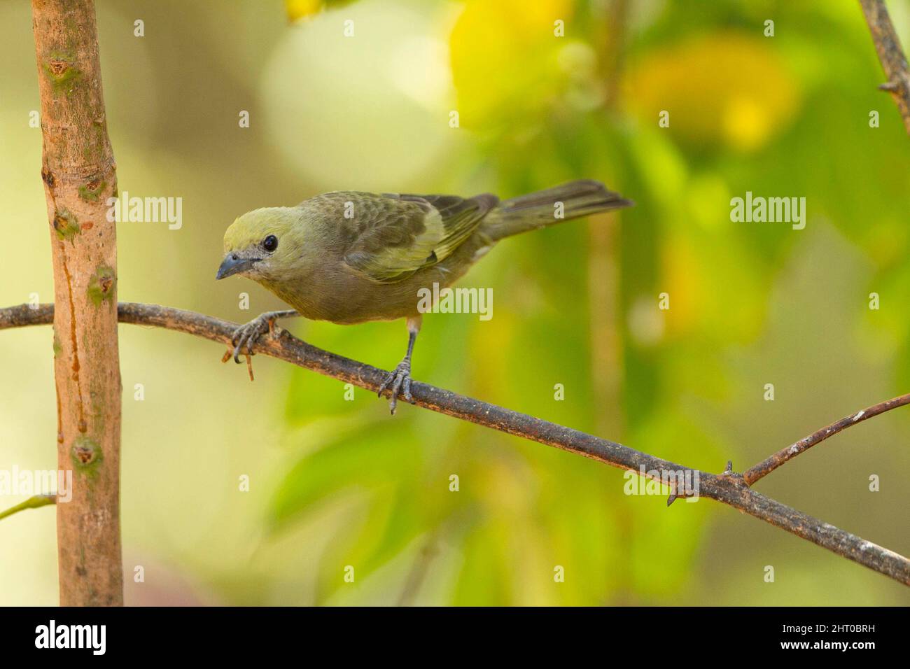 Palm tanager (Thraupis palmarum) on a branch. Northern Pantanal, Mato ...