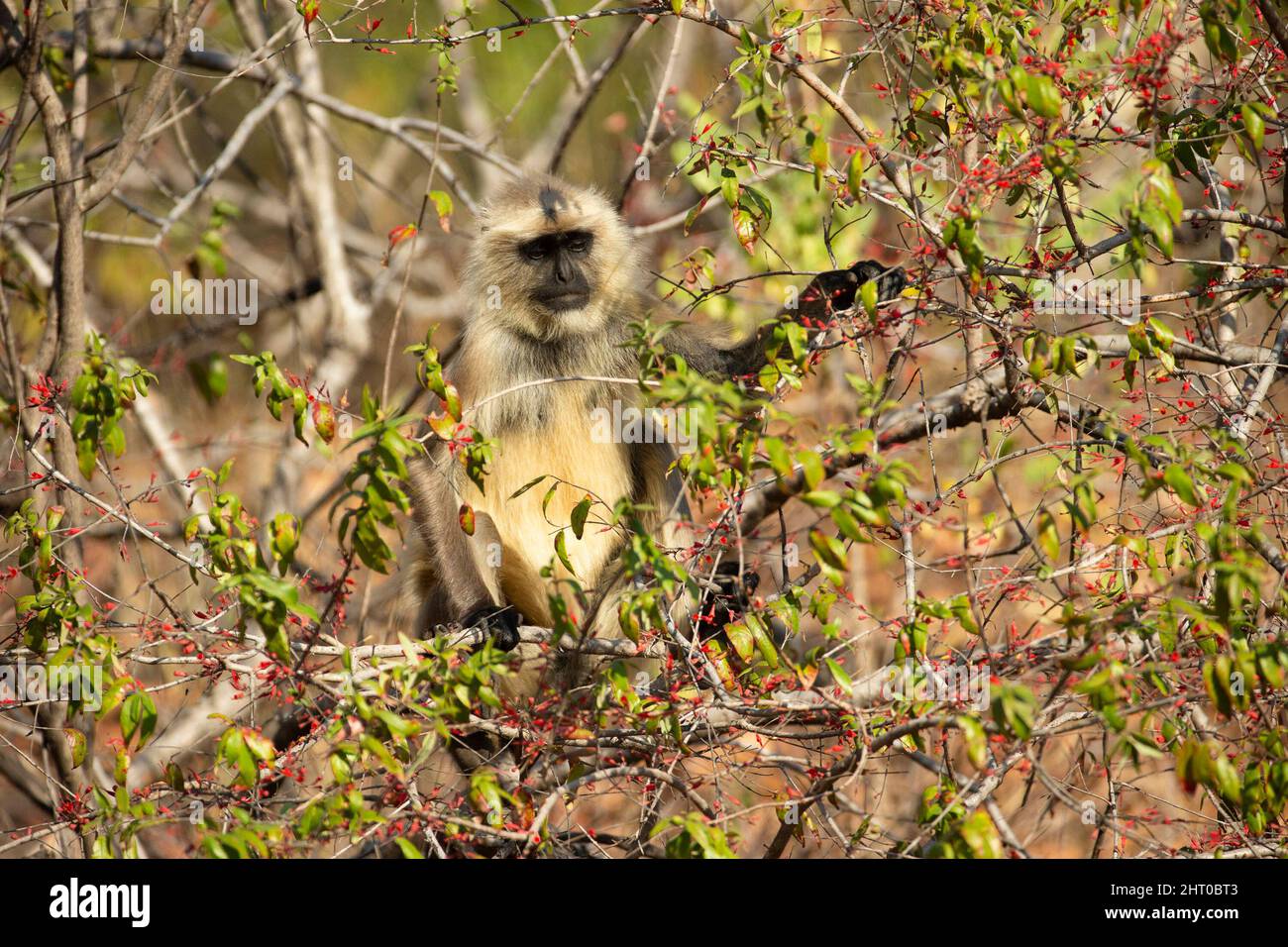 Northern Plains grey langur (Semnopithecus entellus) in a sprawling ...